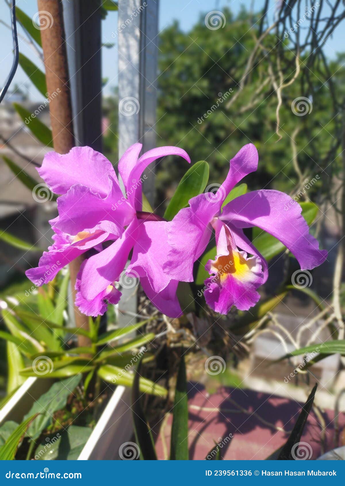 Presh Stock Photos - Free & Royalty-Free Stock Photos from Dreamstime