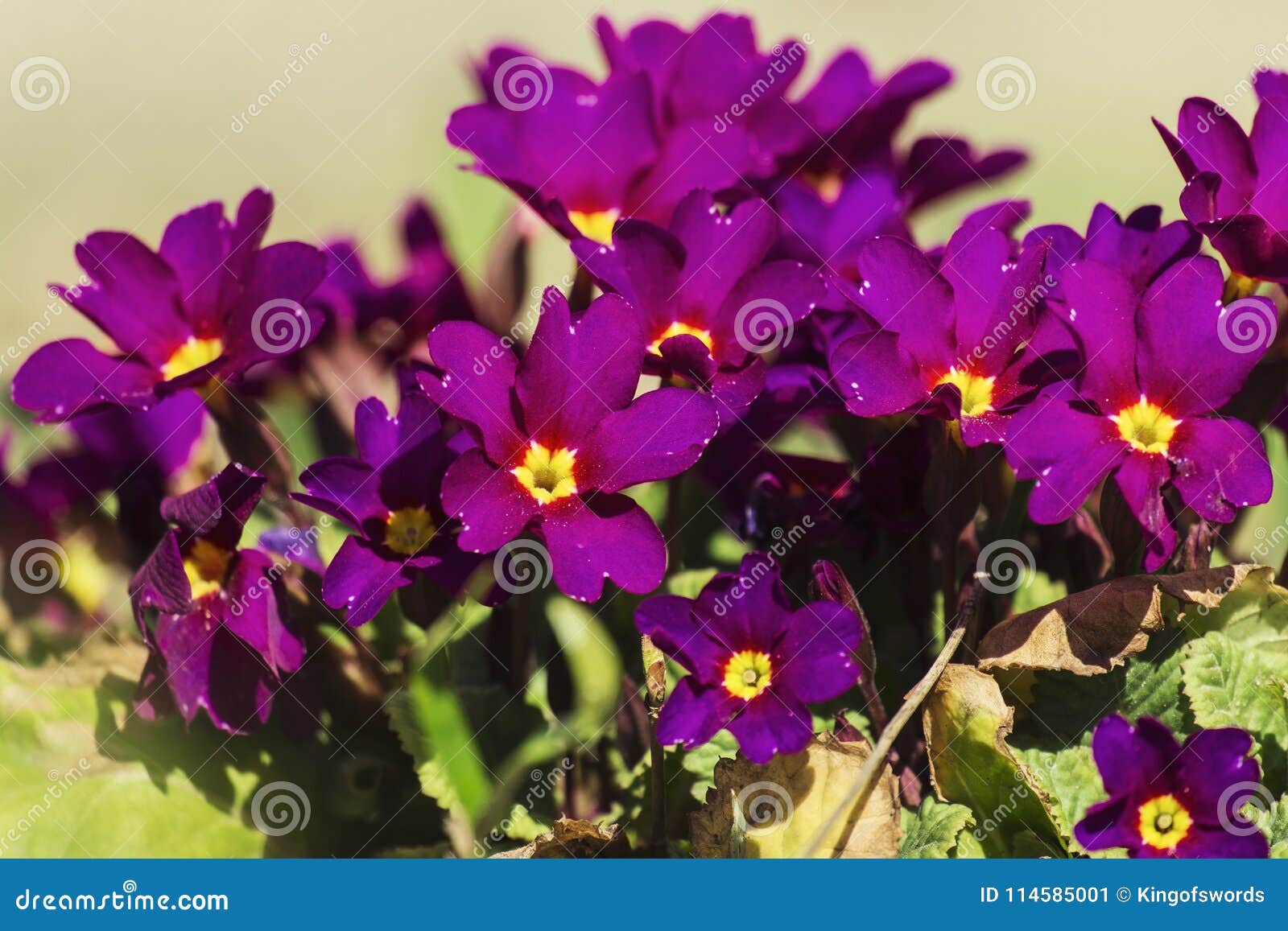 Violet primrose flowers stock image. Image of ericales - 114585001