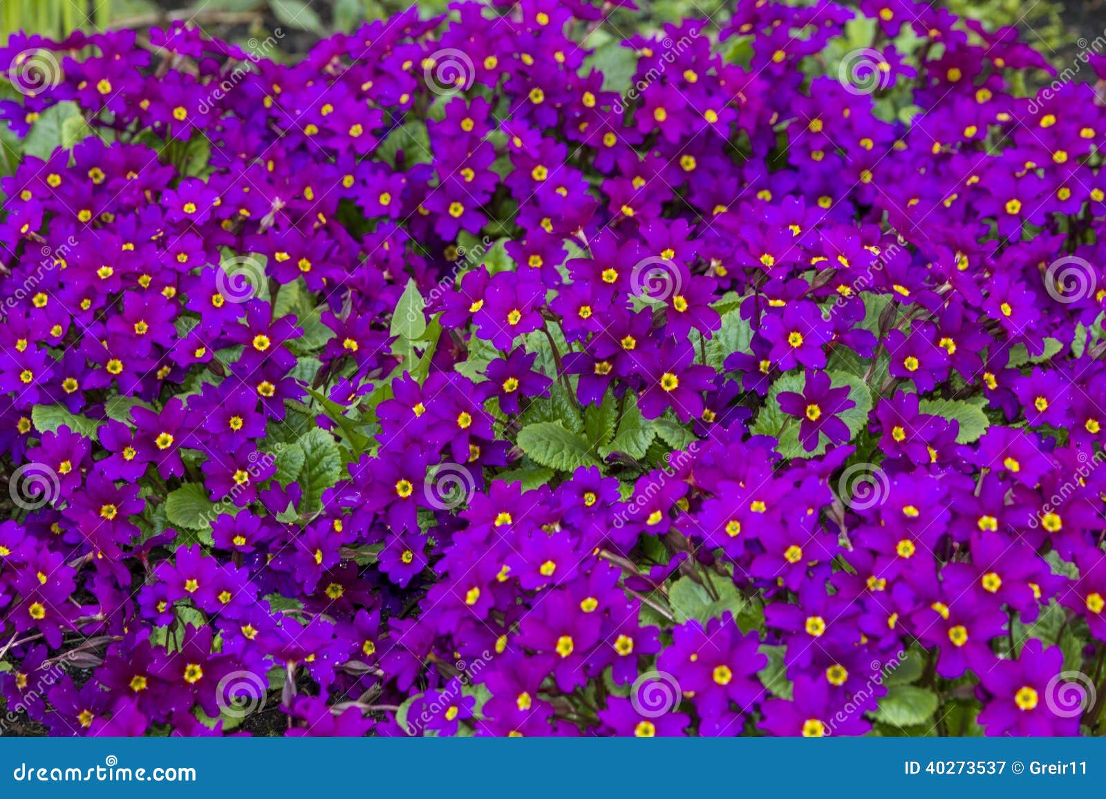 Violet primroses stock image. Image of beautiful, macro - 40273537