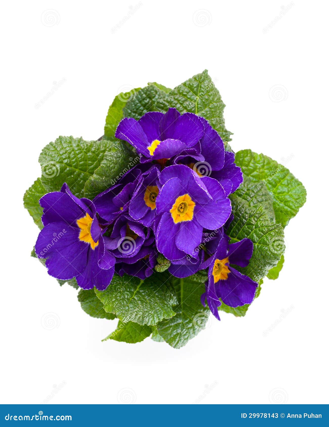 Violet primula stock image. Image of pink, botanical - 29978143