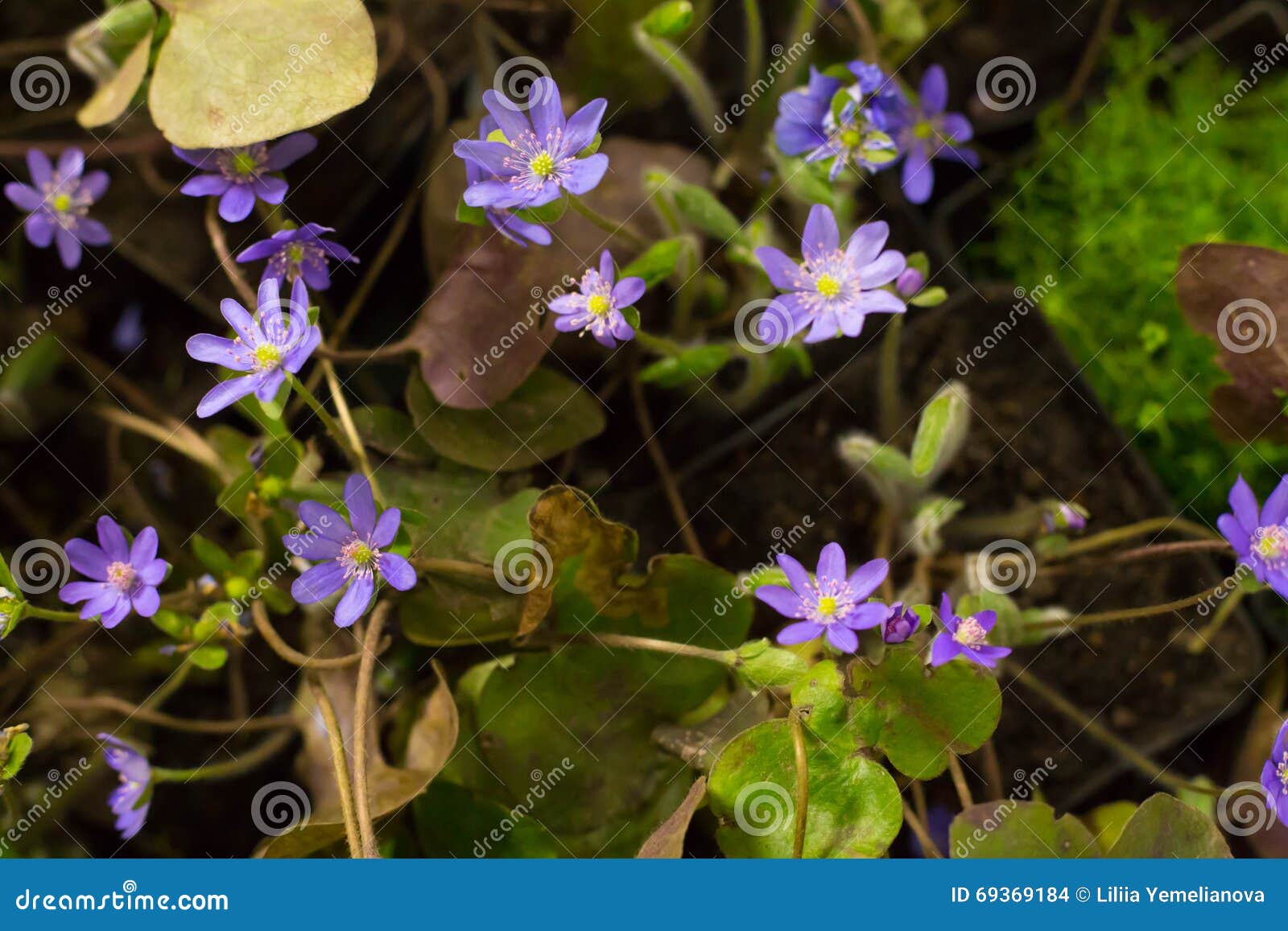 Violet and Purple Anemone Flowers Stock Photo - Image of serenity ...