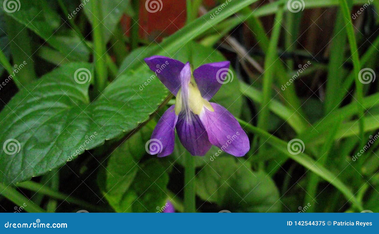 Violet stock image. Image of beautiful, violet, flower - 142544375