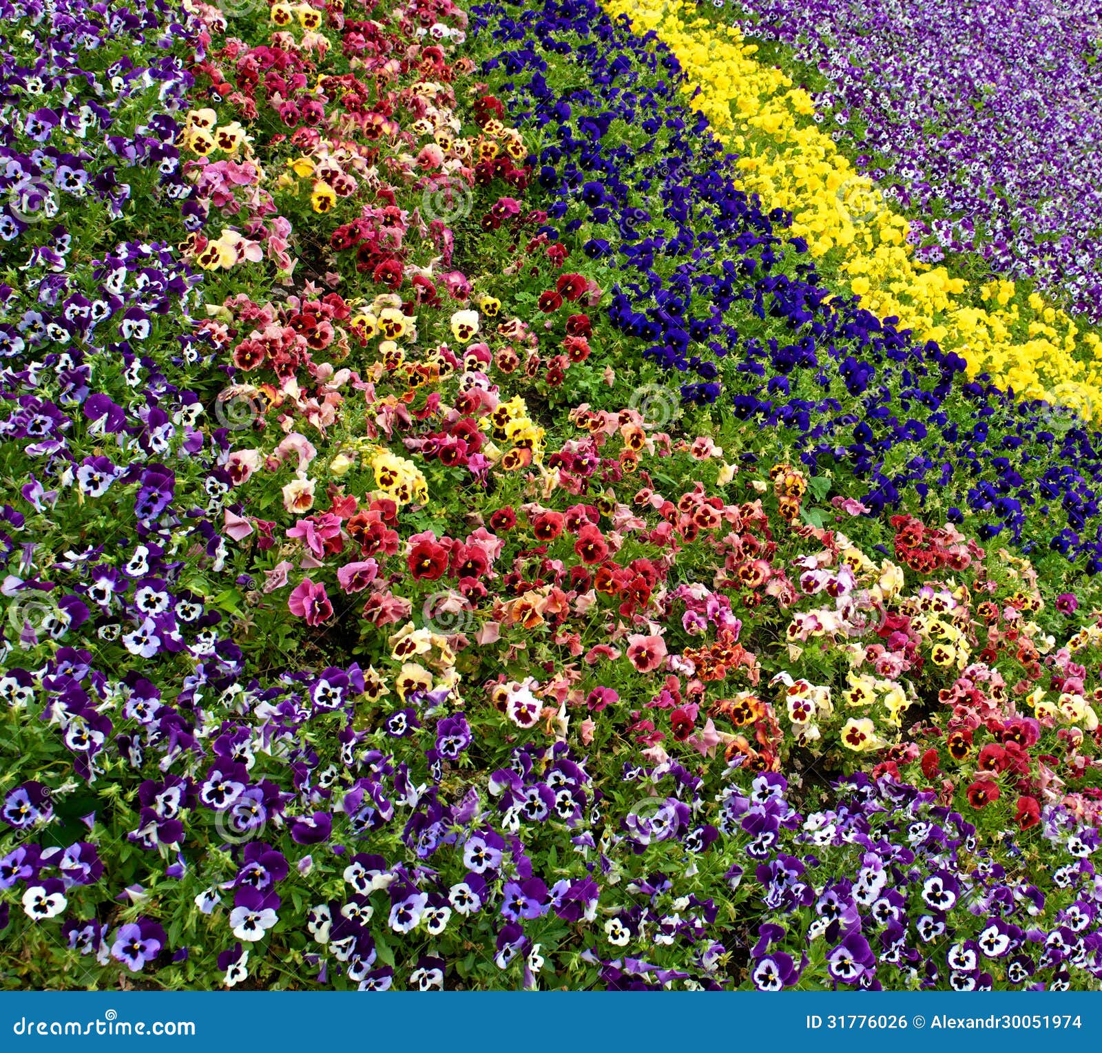 Violet rainbow. stock photo. Image of leaves, flora, rainbow - 31776026
