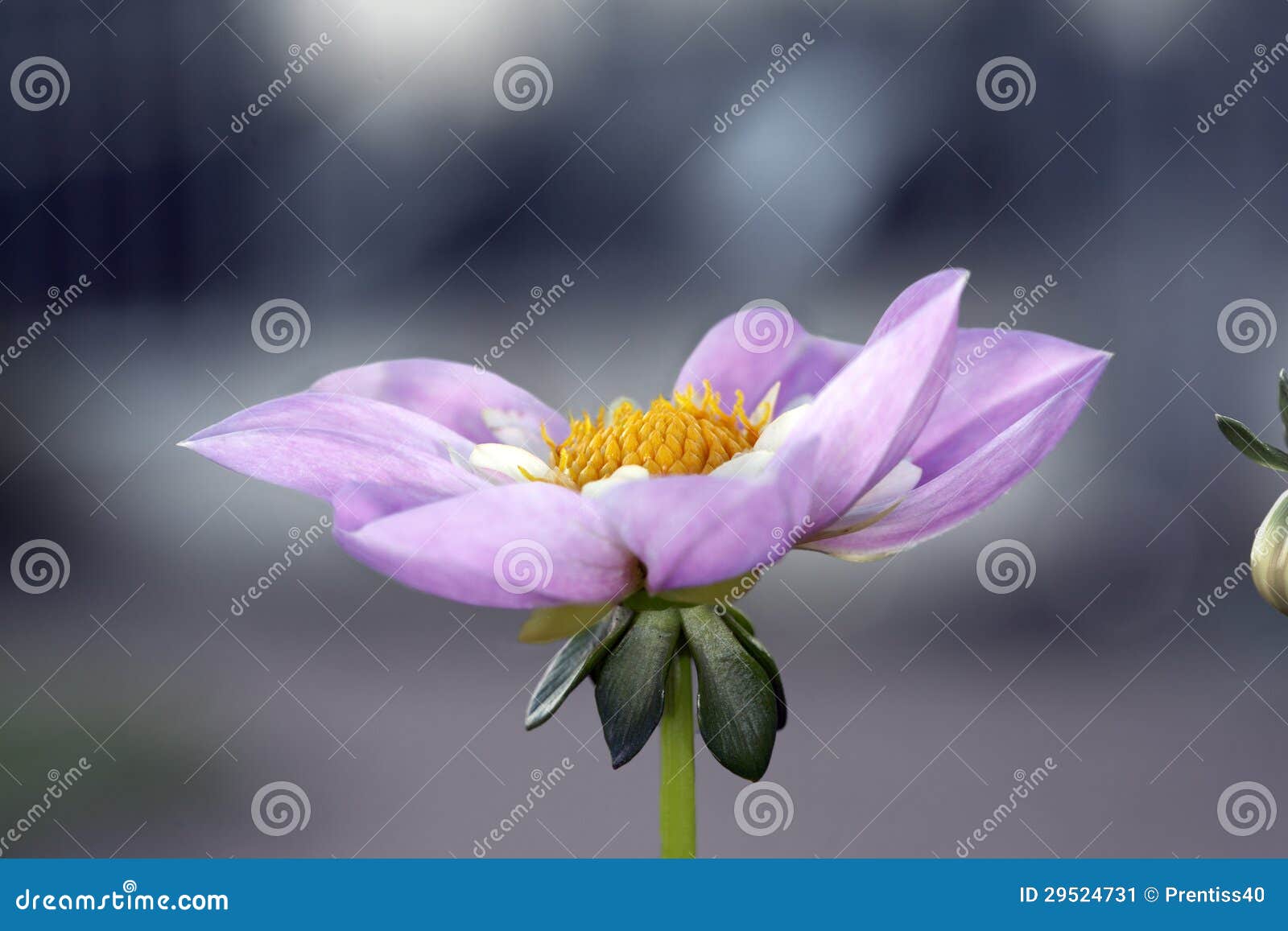Violet rare dahlia stock image. Image of rare, flower - 29524731