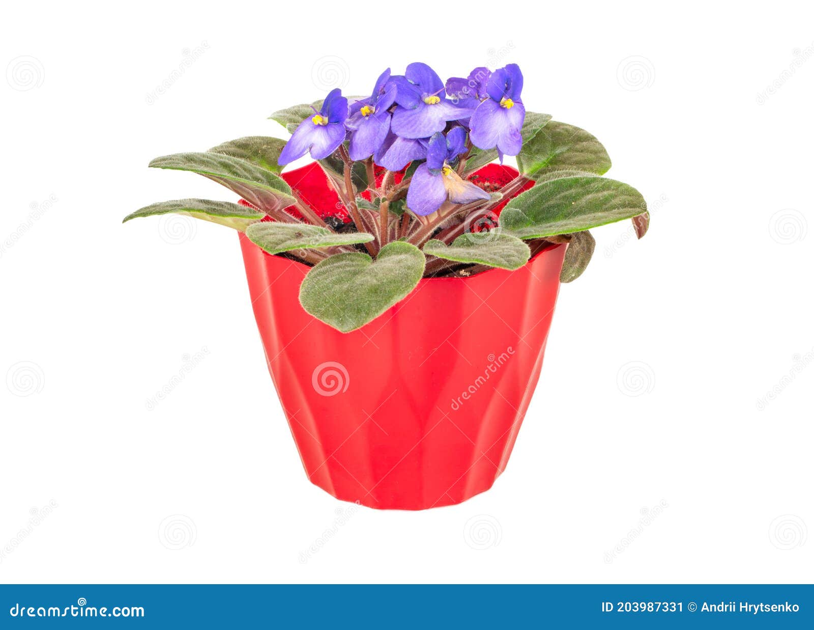 Violet in pot stock image. Image of bloom, natural, color - 203987331