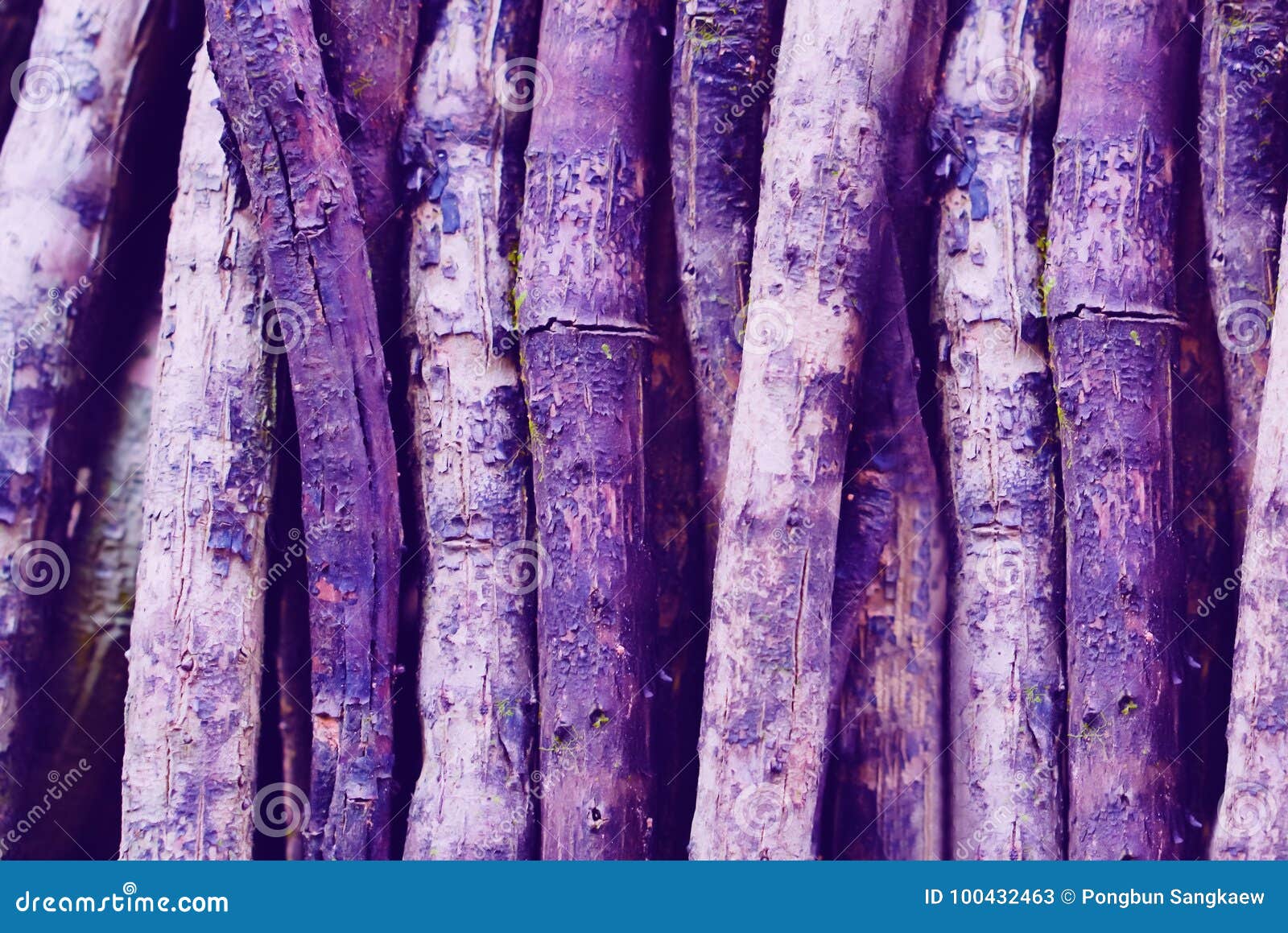 Violet Root of Tree Abstract Background Stock Image - Image of abstract ...