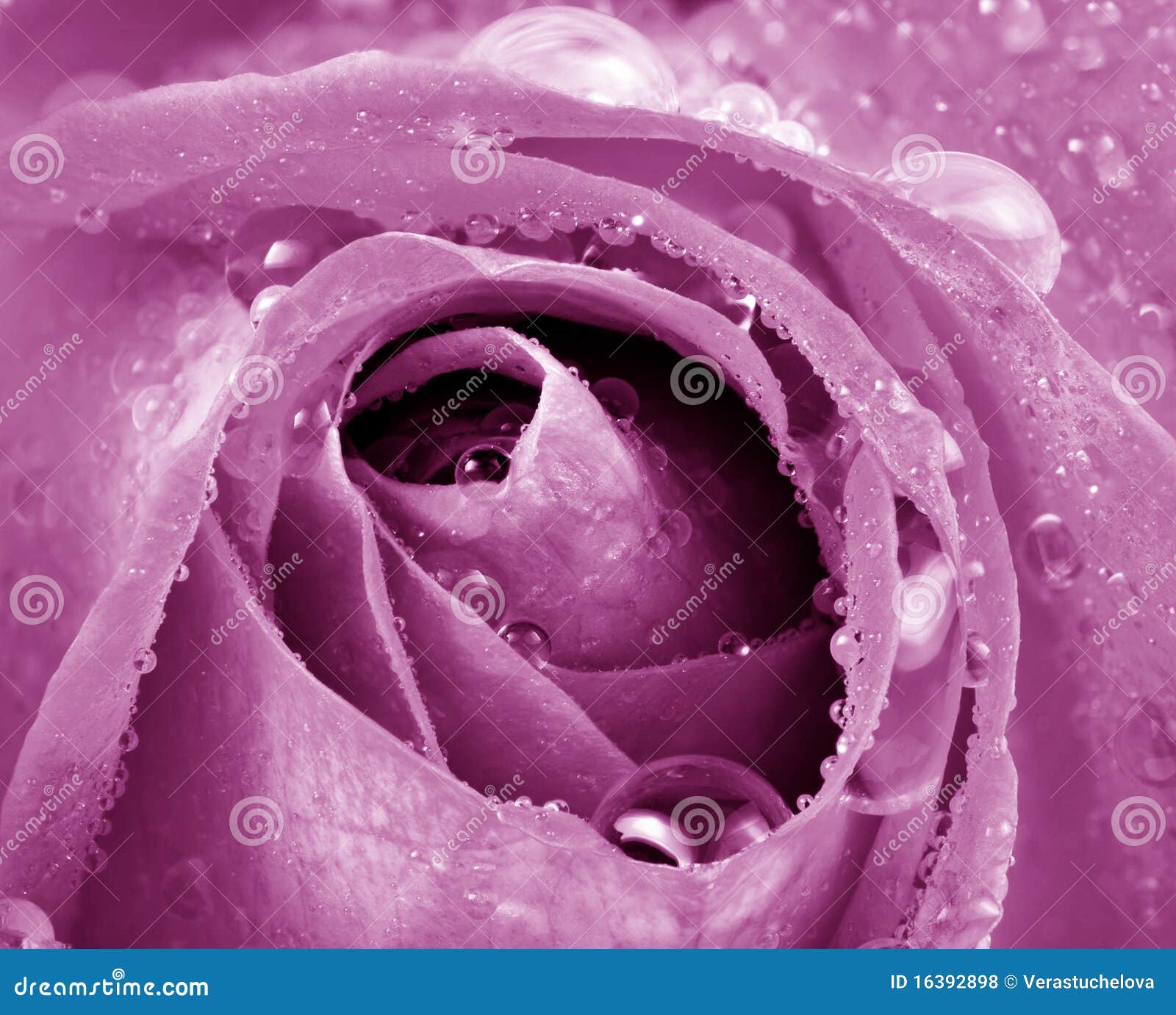 Violet rose stock photo. Image of blossom, pattern, natural - 16392898