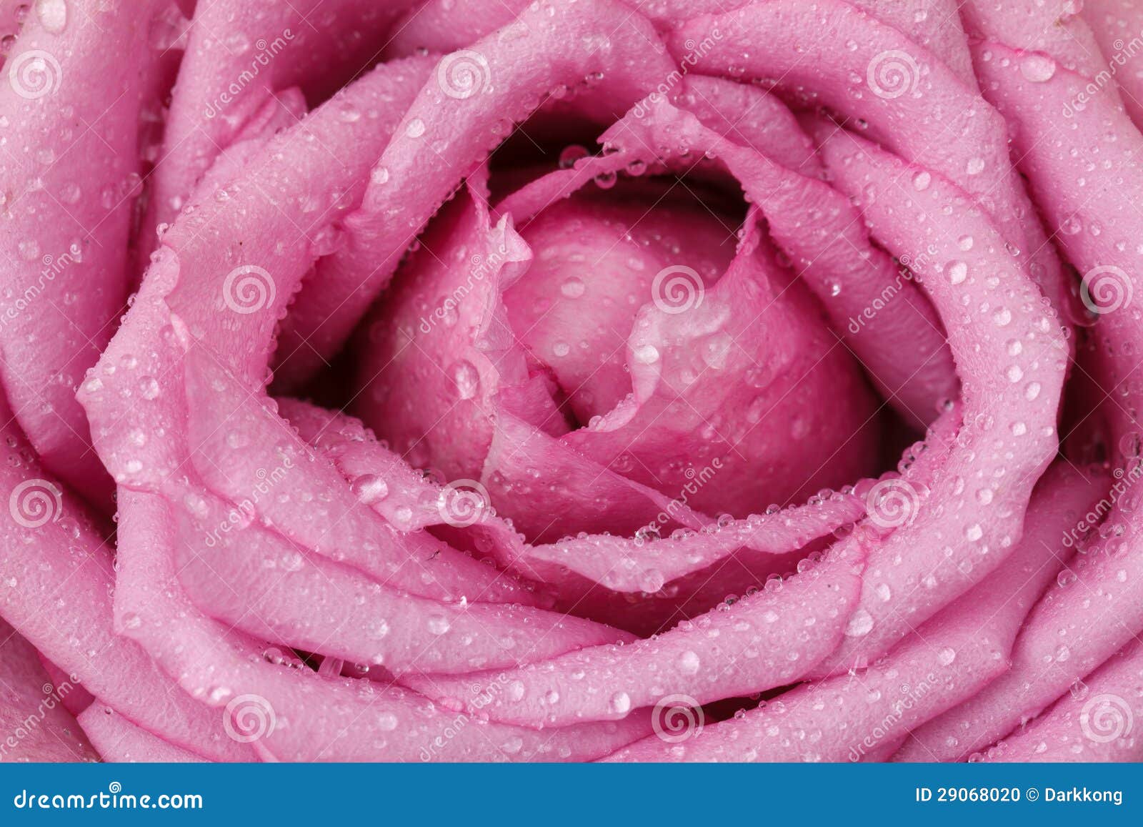 Violet Rose In The Garden. Stock Photo | CartoonDealer.com #208097802