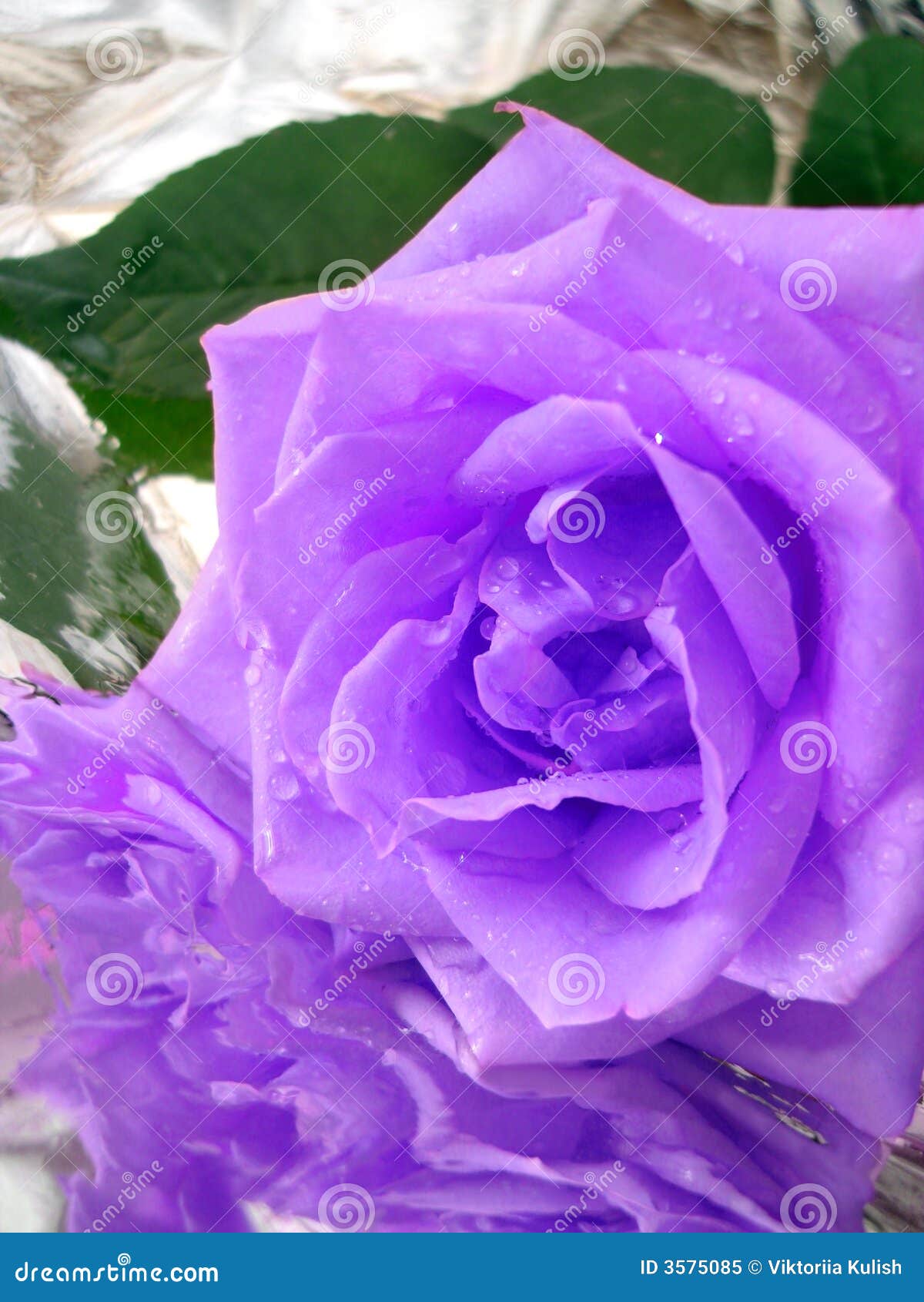 Violet rose stock image. Image of drop, closeup, aromatic - 3575085