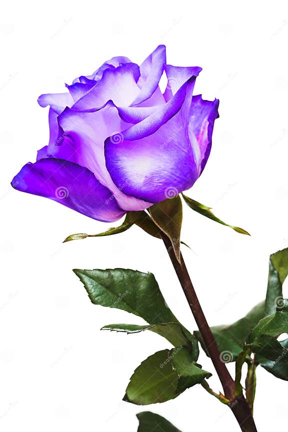 Violet rose stock photo. Image of beautiful, decoration - 7162926
