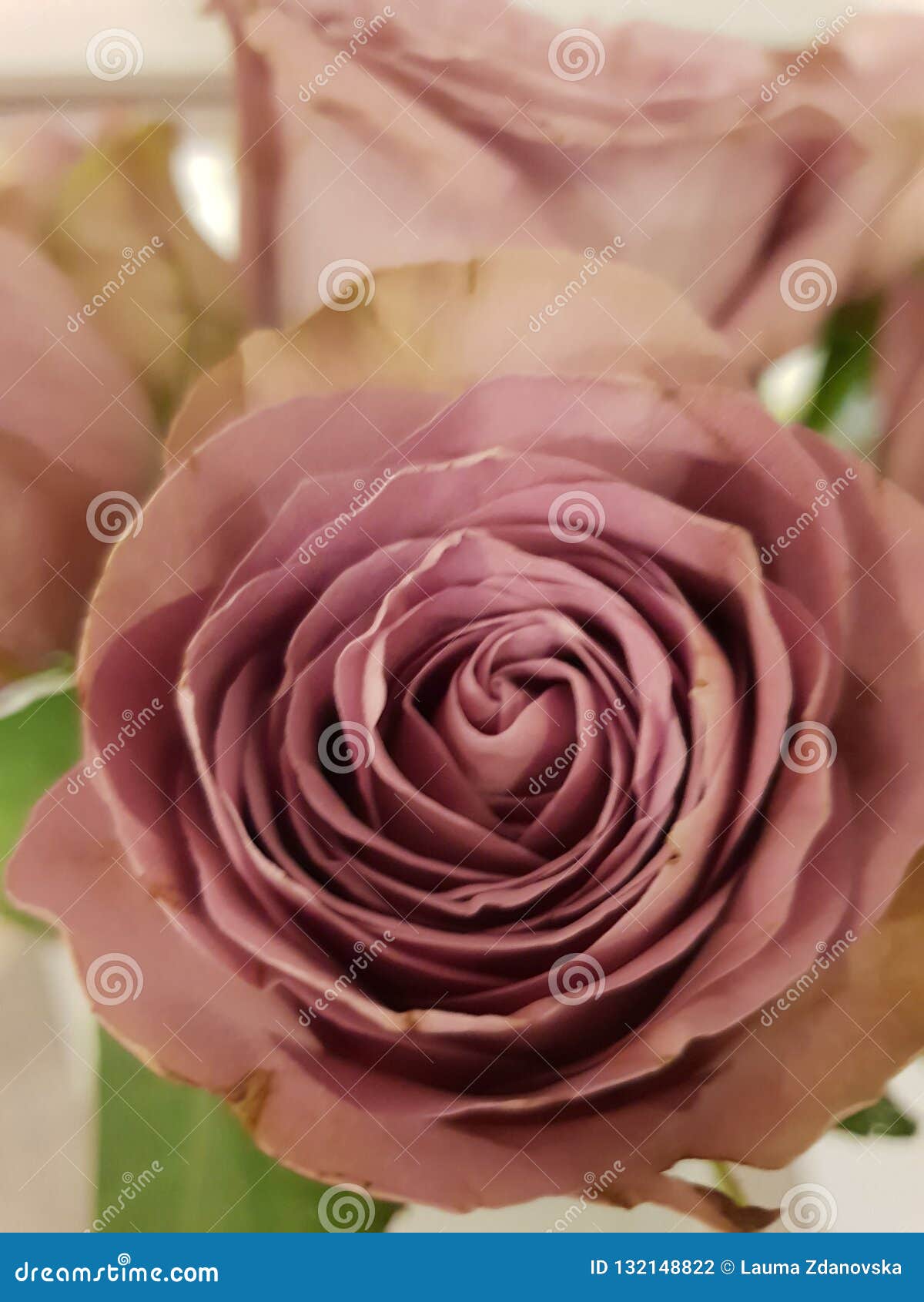 Violet rose stock photo. Image of rose, nature, beautiful - 132148822