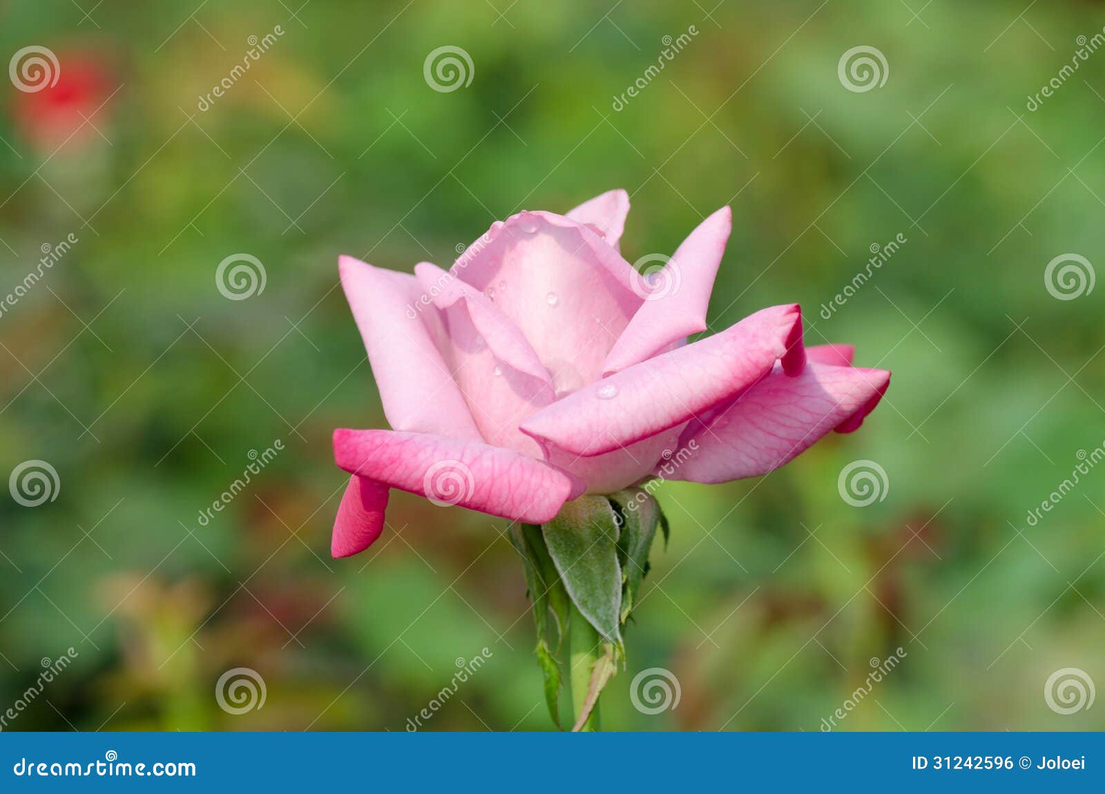Violet rose stock photo. Image of closed, budding, blooming - 31242596