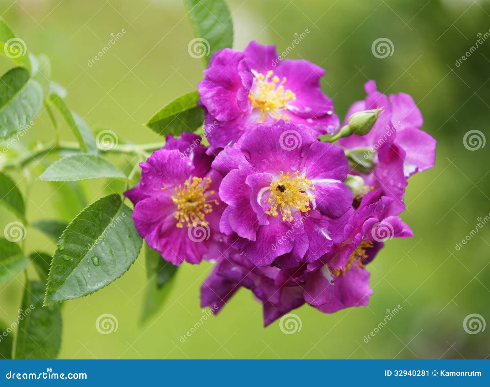 Violet rose with bug stock image. Image of north, blooming - 32940281
