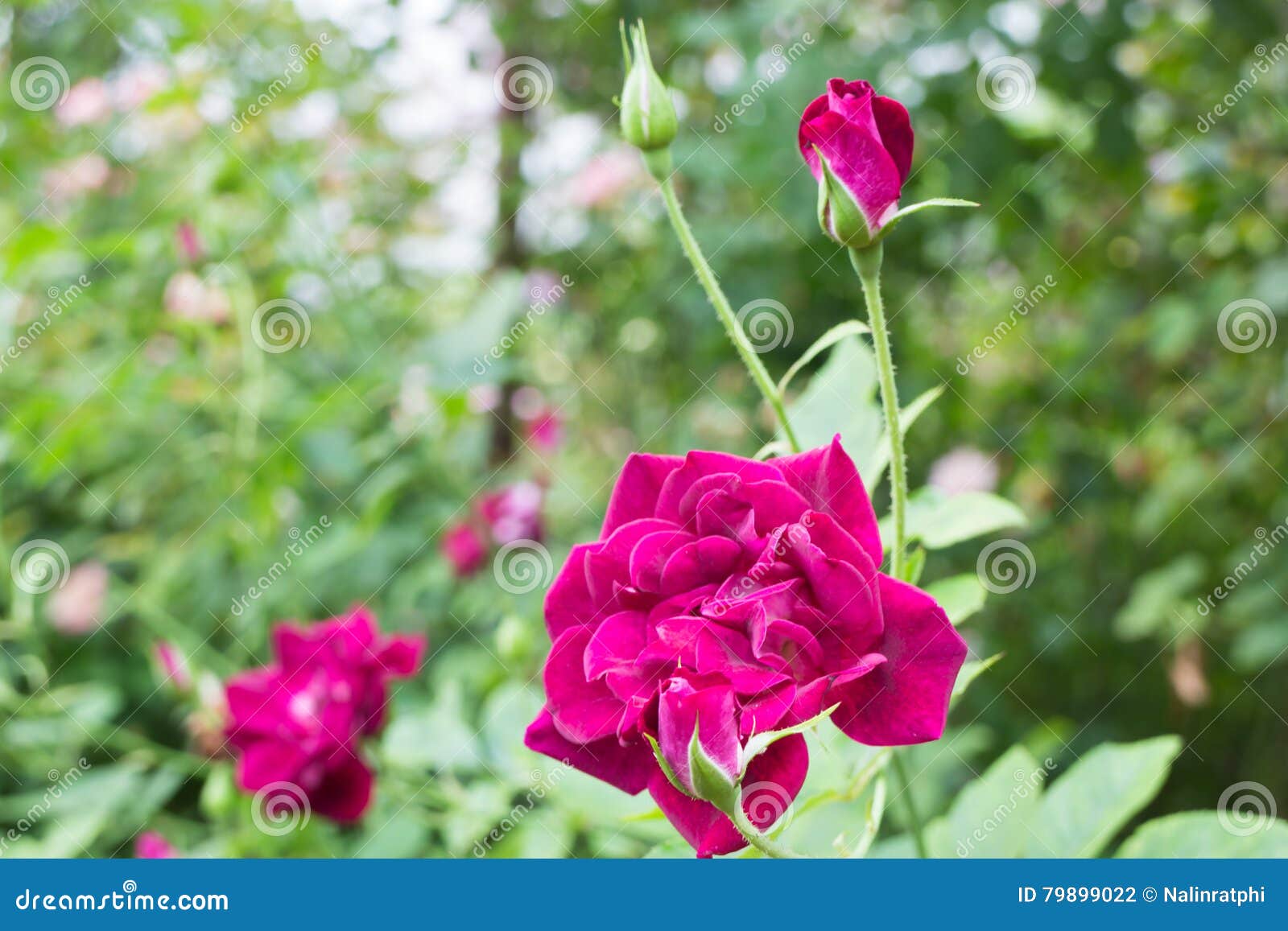 Violet Rose Bush in the Garden Stock Photo - Image of beauty, greeting ...