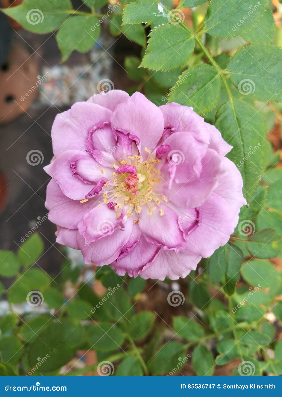 Violet rose stock image. Image of macro, season, rose - 85536747