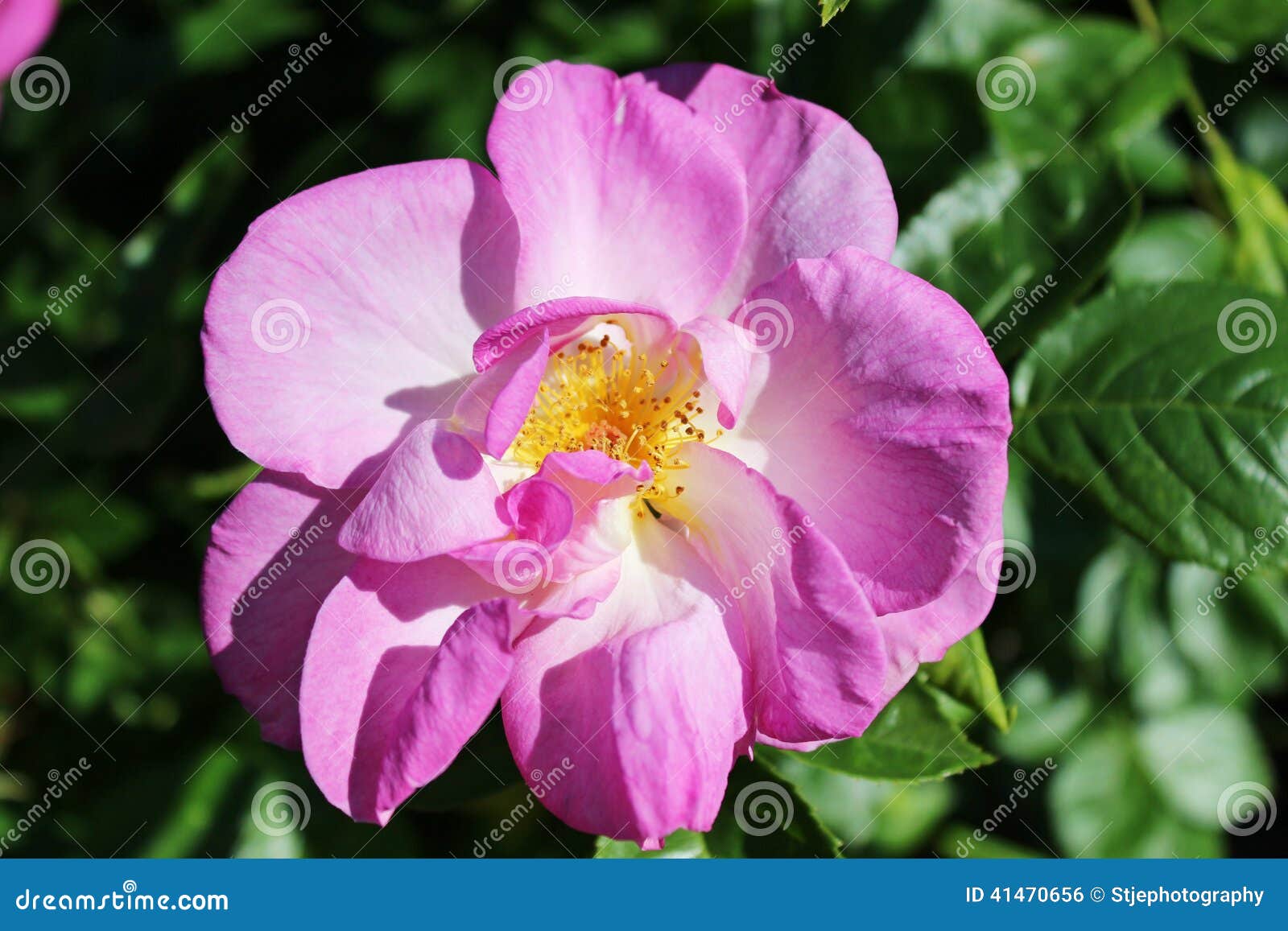 Violet rose stock photo. Image of field, brightness, bright - 41470656