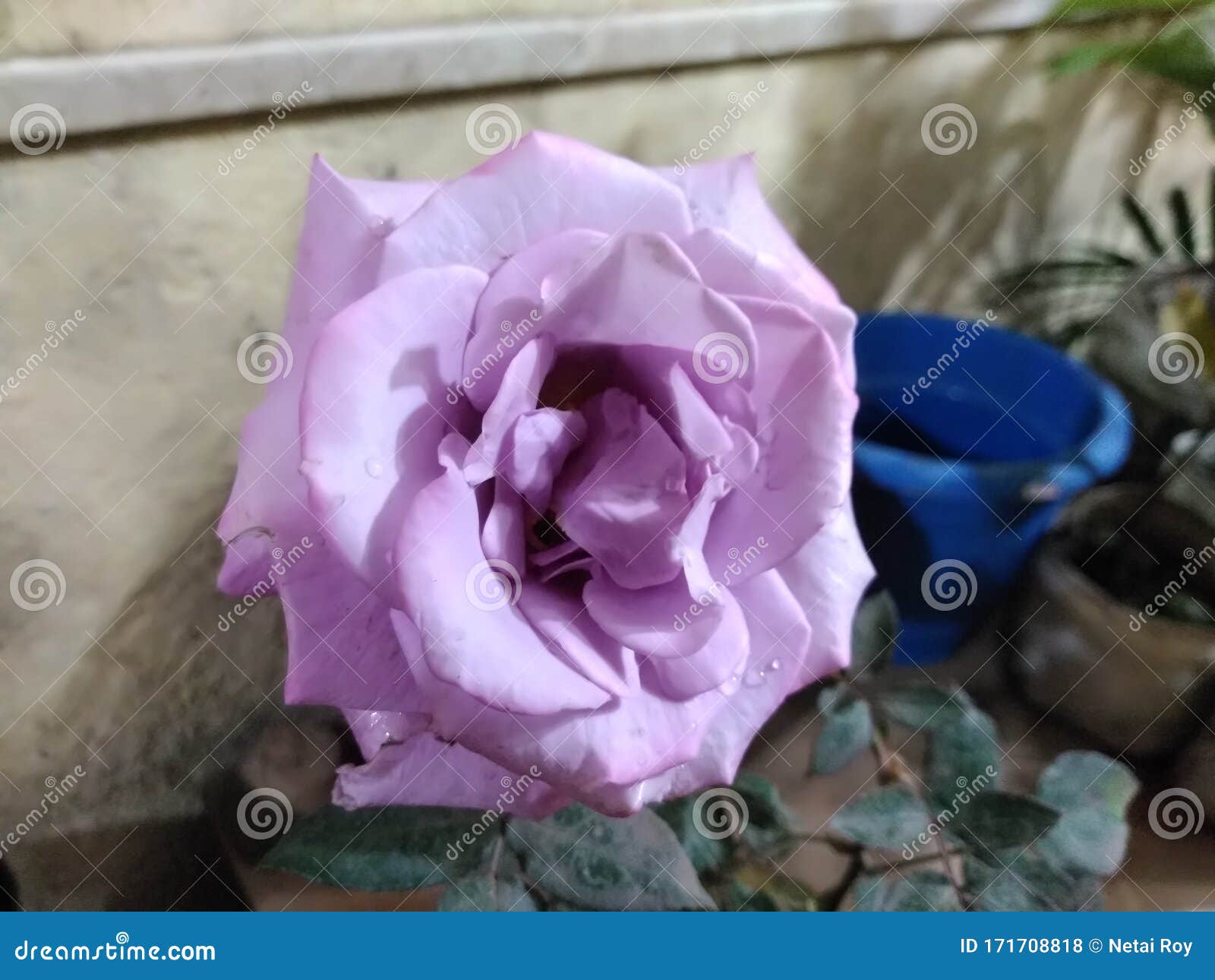 Violet rose flower plant stock photo. Image of violet - 171708818