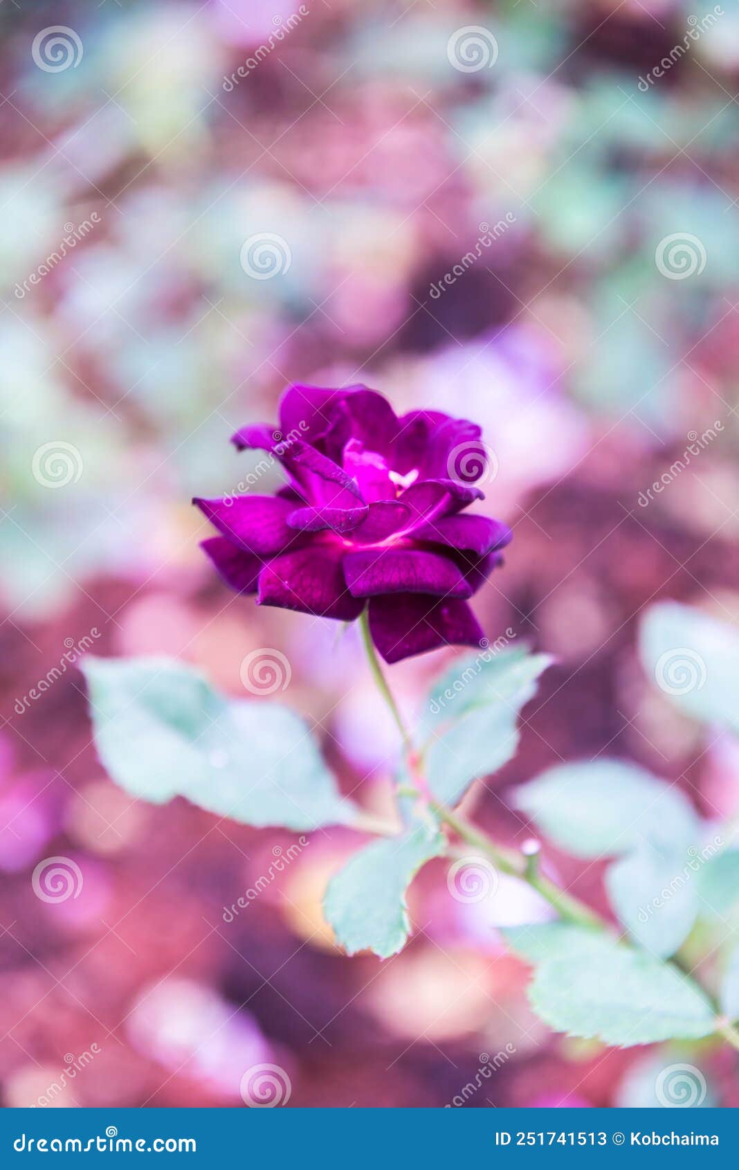 Violet rose in the garden stock image. Image of valentine - 251741513