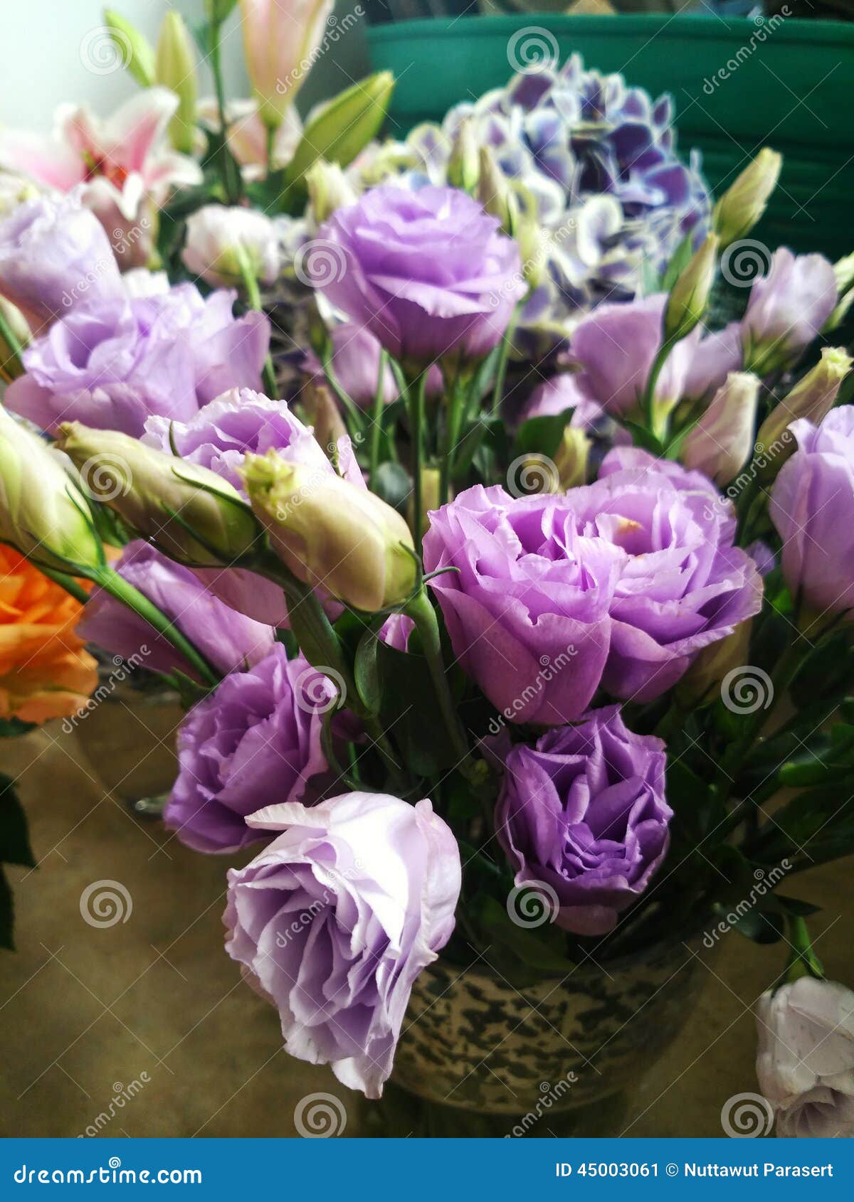 Violet rose stock image. Image of nature, violet, group - 45003061