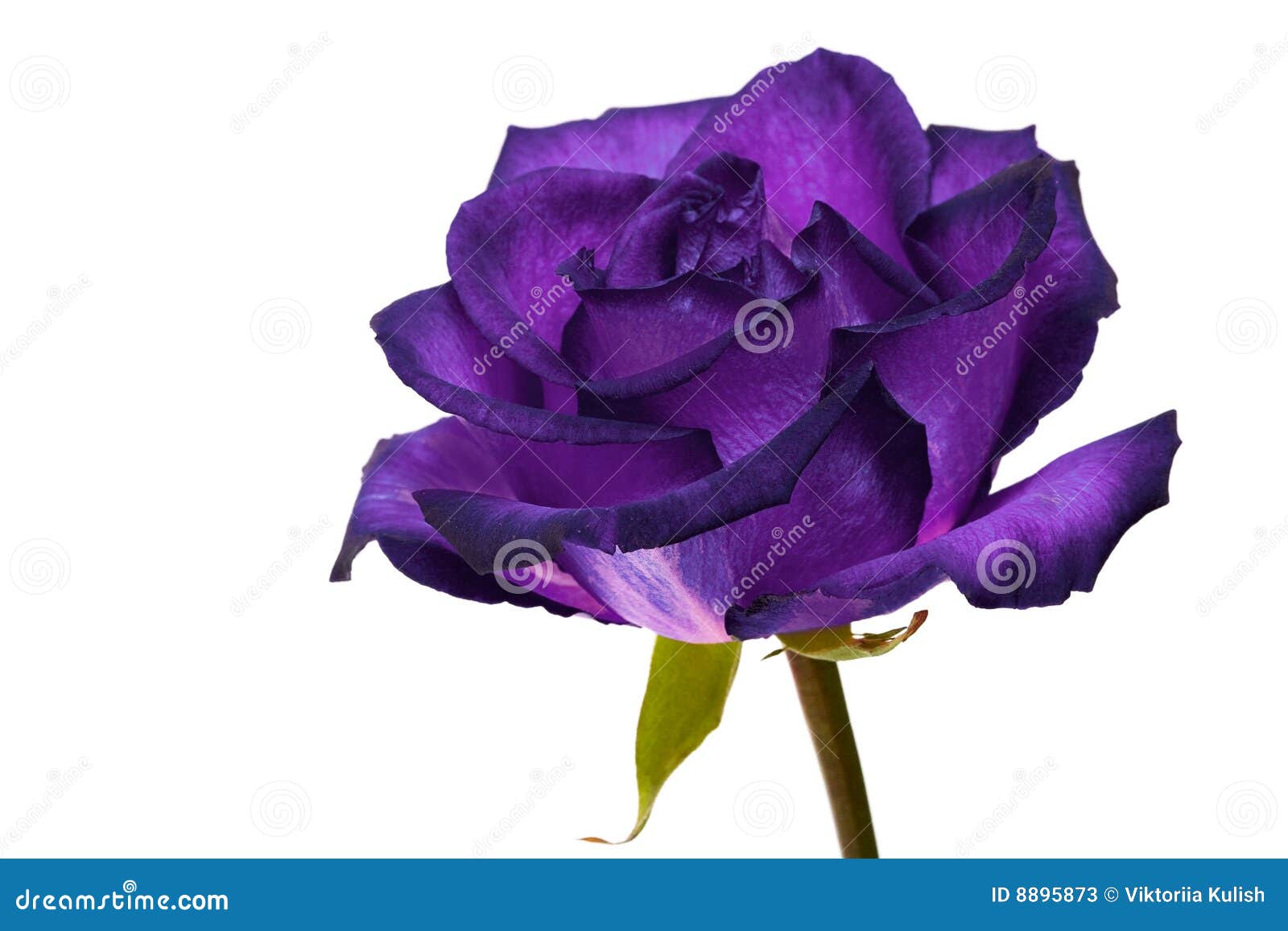 Violet rose on white stock image. Image of decorative - 8895873
