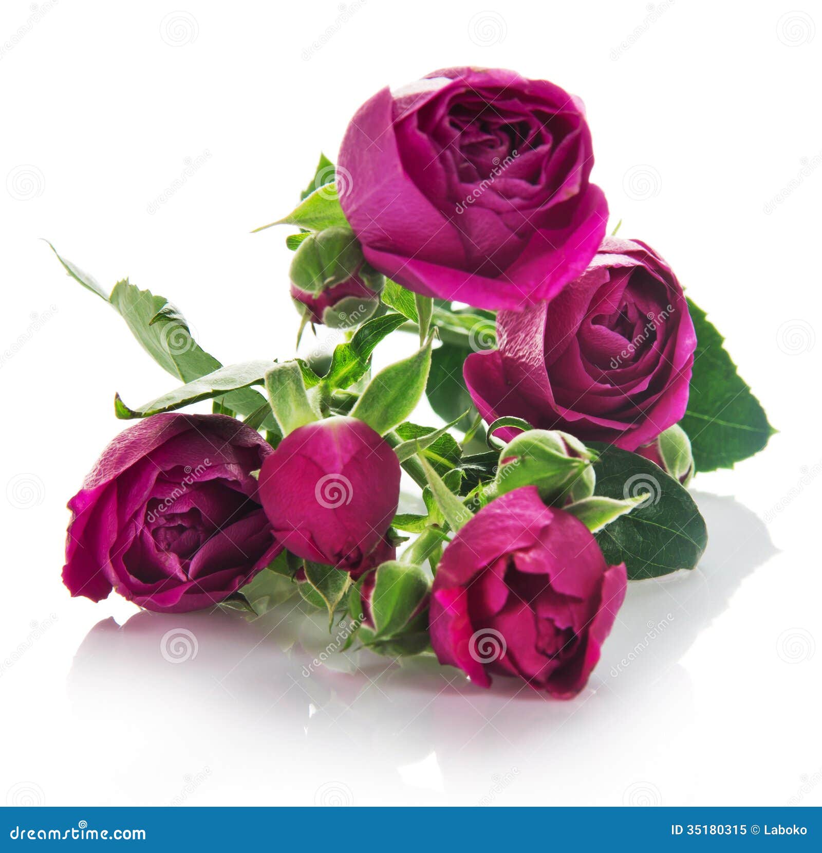 Violet roses bunch stock image. Image of stem, symbol - 35180315