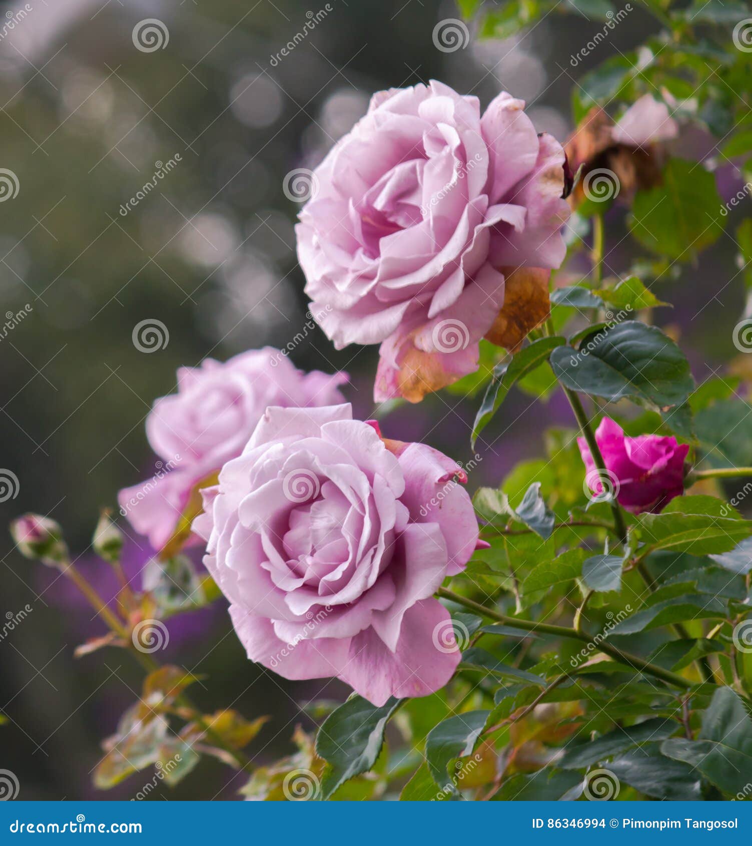 Violet roses stock photo. Image of flower, rose, roses - 86346994