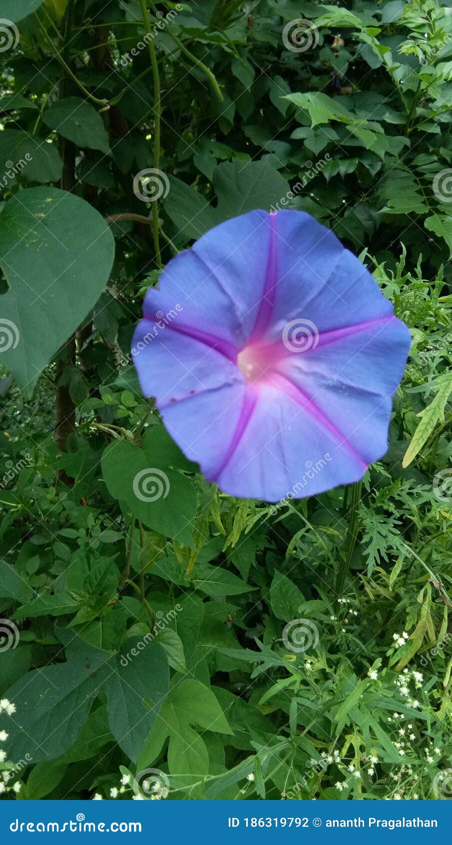 Violet round flower stock photo. Image of purple, garden - 186319792
