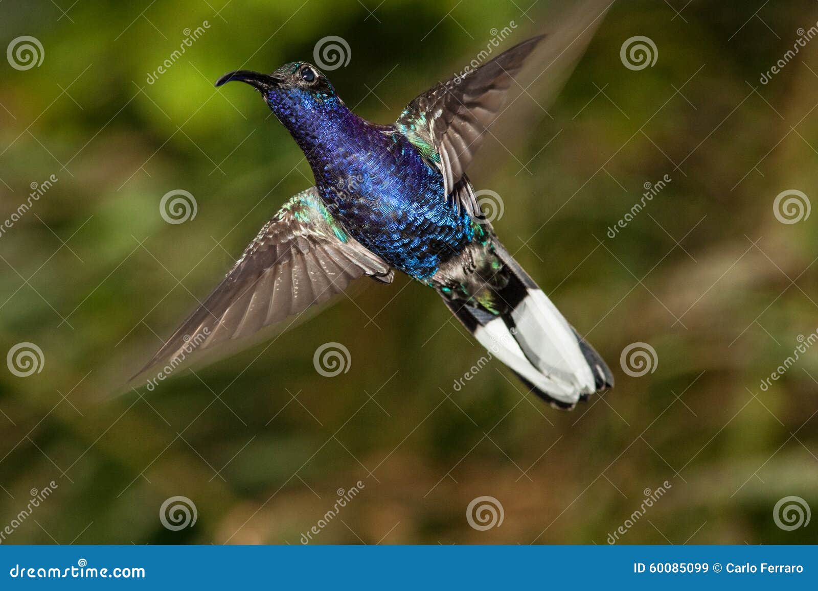 Violet Sabrewing stock image. Image of hovering, tropical - 60085099