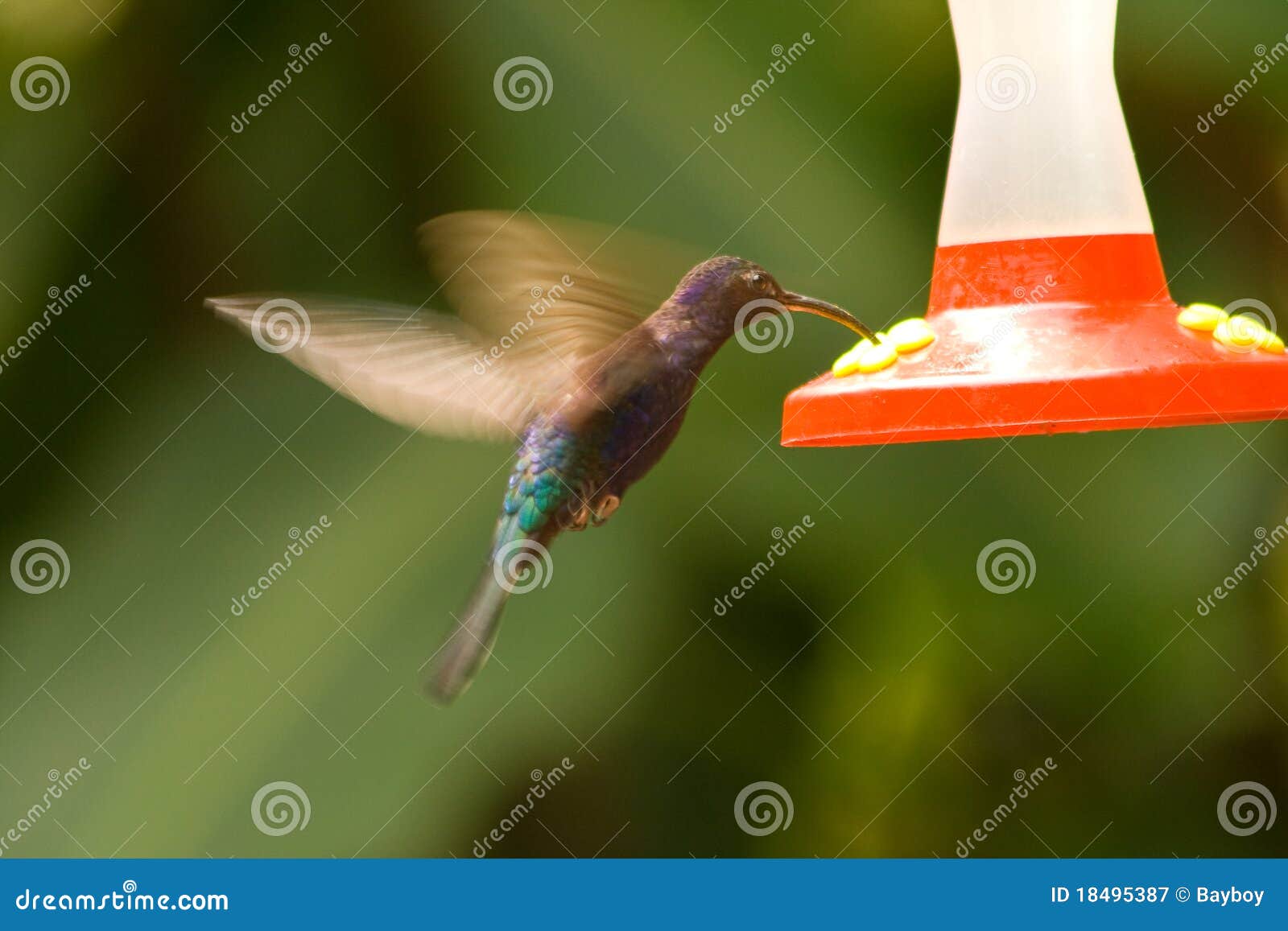 Violet Sabrewing Hummingbird Stock Image - Image of central, tropical ...