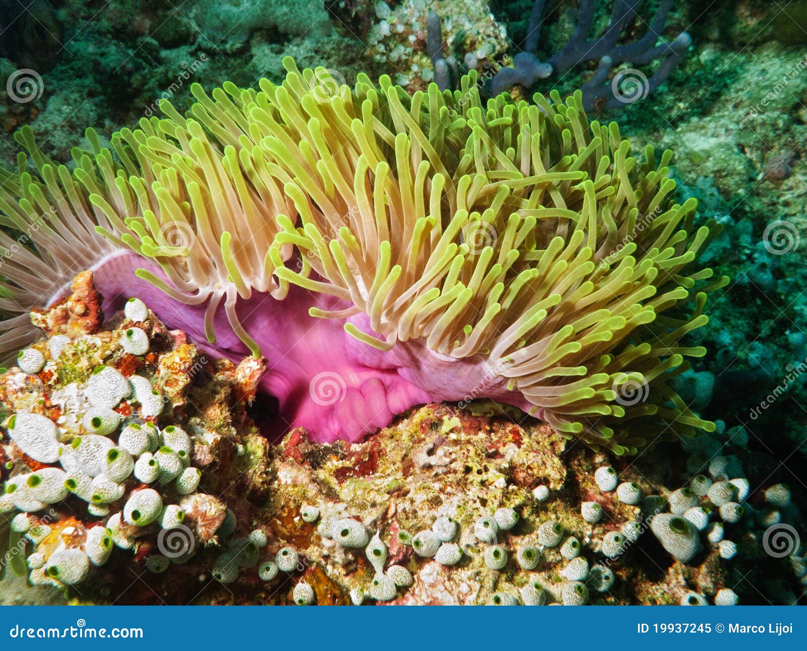 Violet sea anemone stock image. Image of exotic, acquario - 19937245