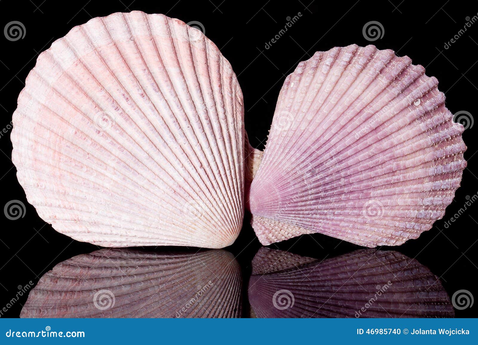 Violet Sea Shells on Black Background Close Up Stock Photo - Image of ...