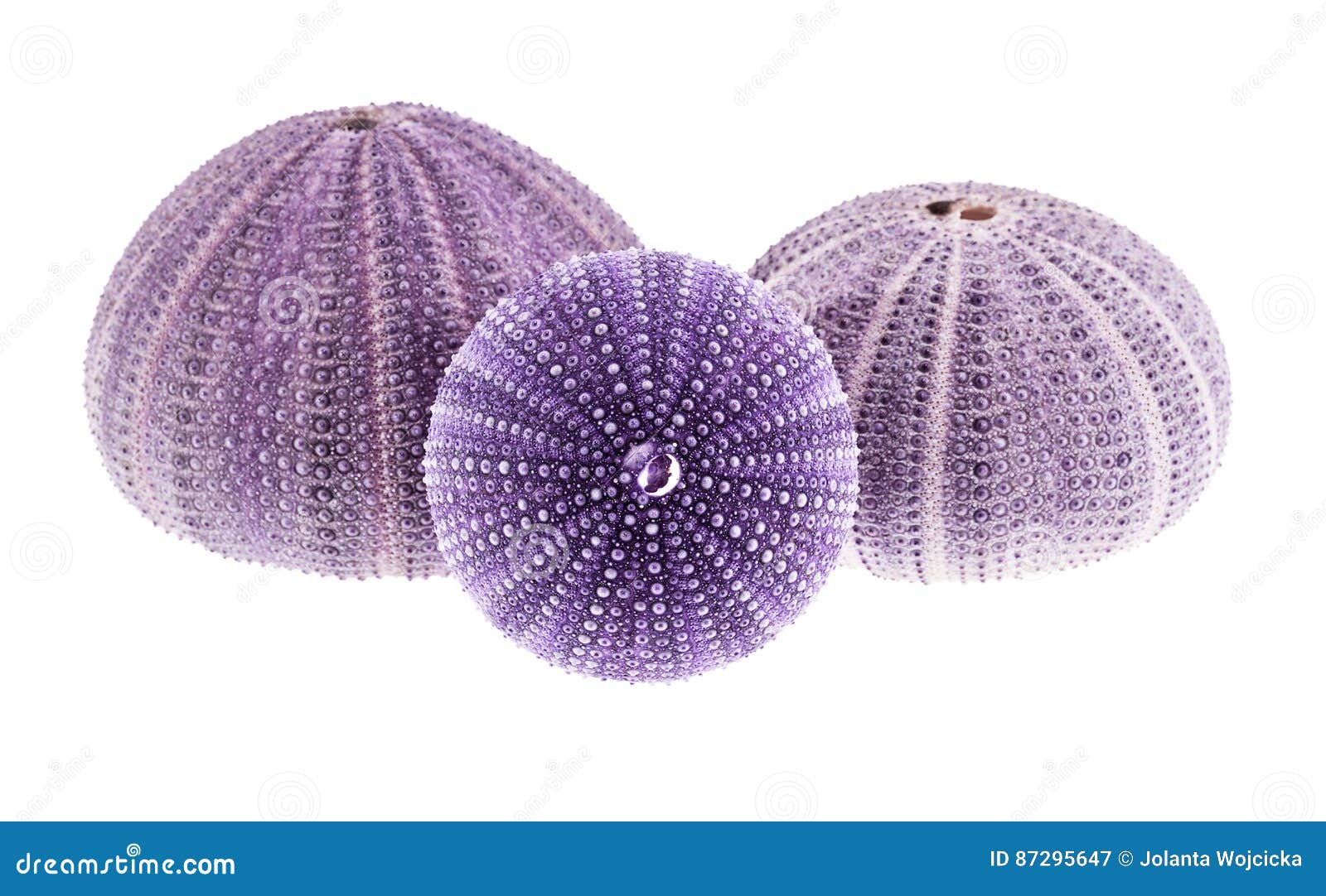 Violet Sea Shells of Sea Urchin Isolated on White Background Stock ...