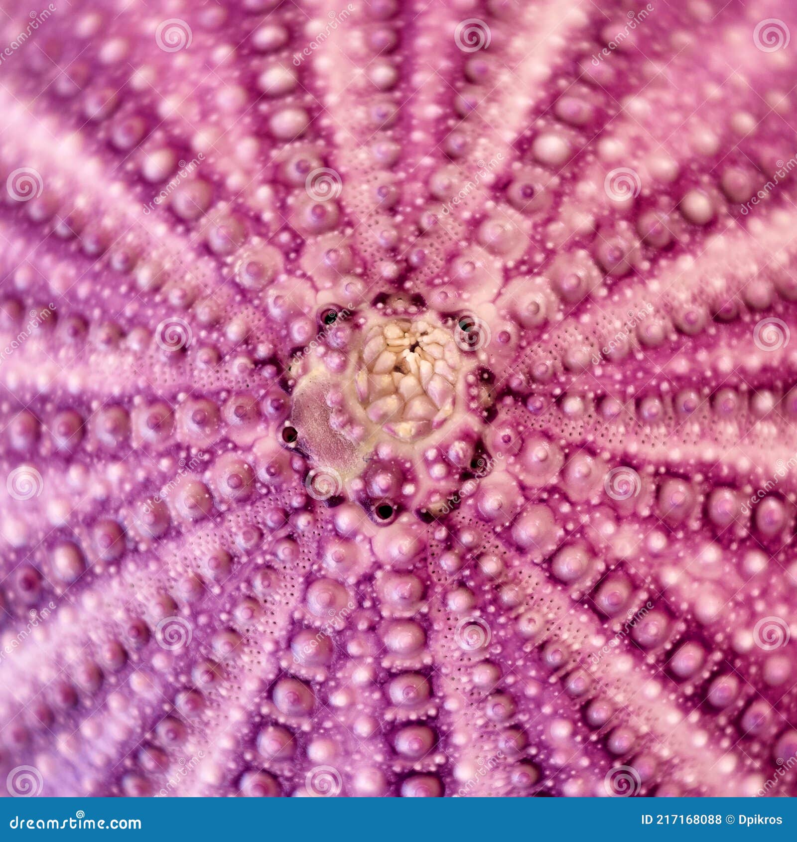 Violet Sea Urchin Shell Close Up, Natural Background Stock Photo ...