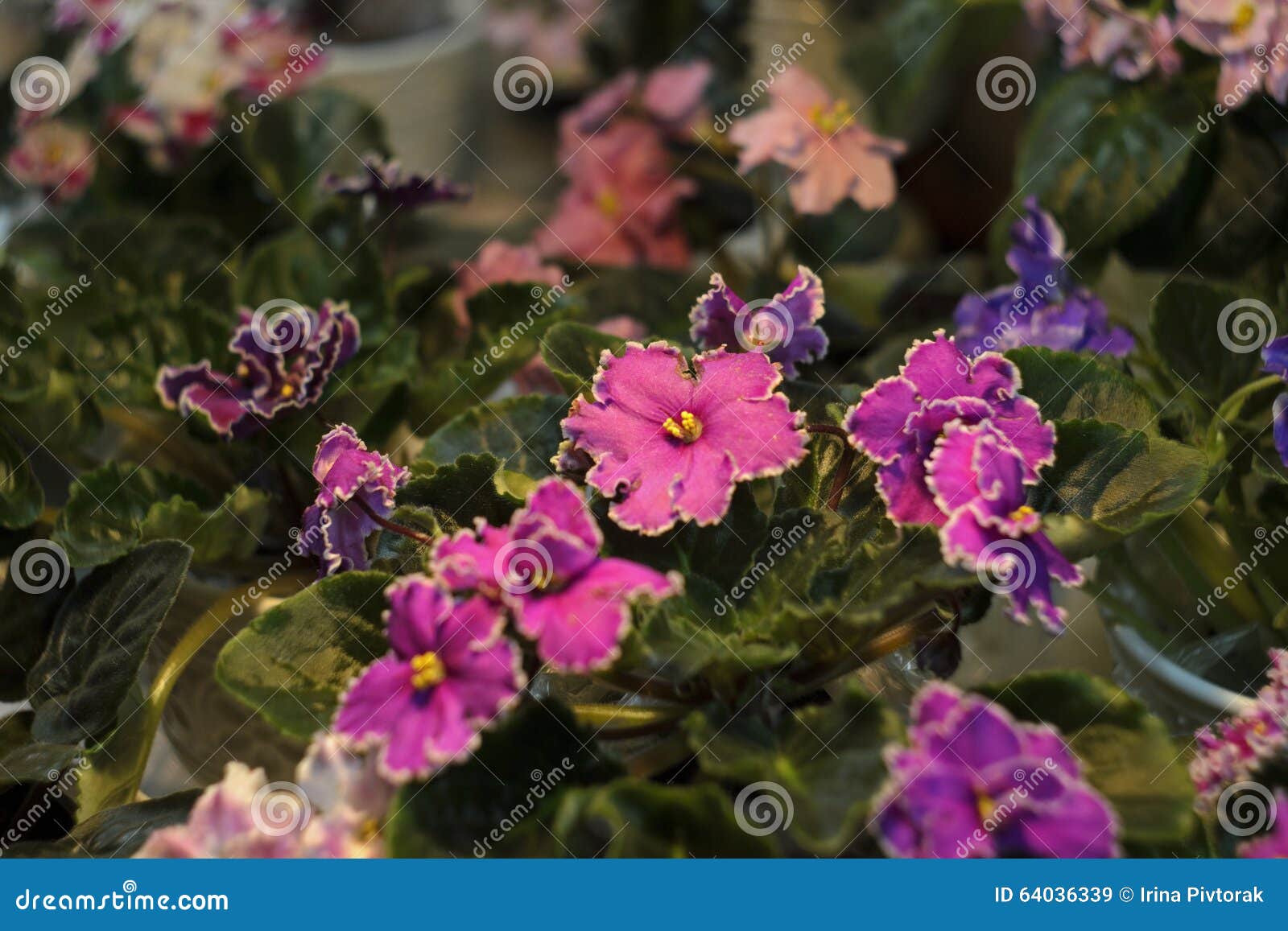 Violet stock image. Image of floral, purple, green, grass - 64036339