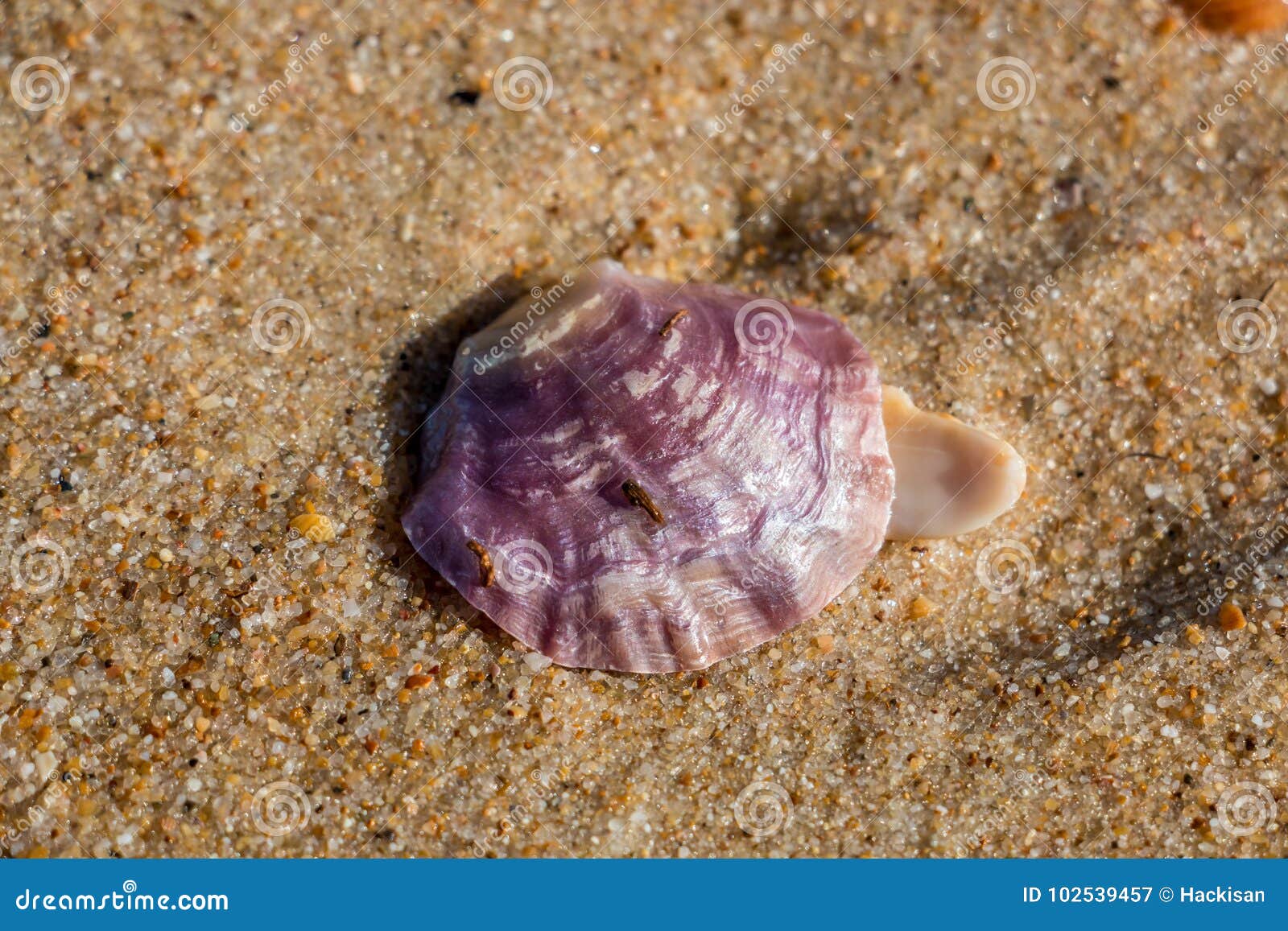 Violet shell stock image. Image of beach, peace, growth - 102539457