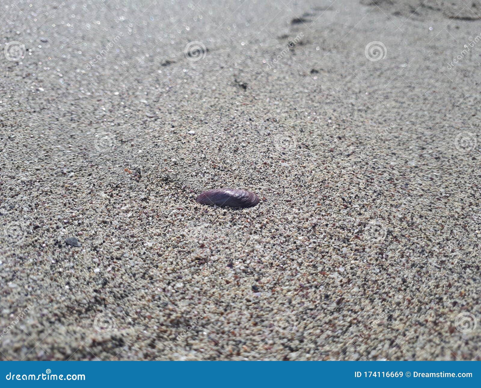 A Violet Shell Shines on a Wet Sand Stock Image - Image of shines ...