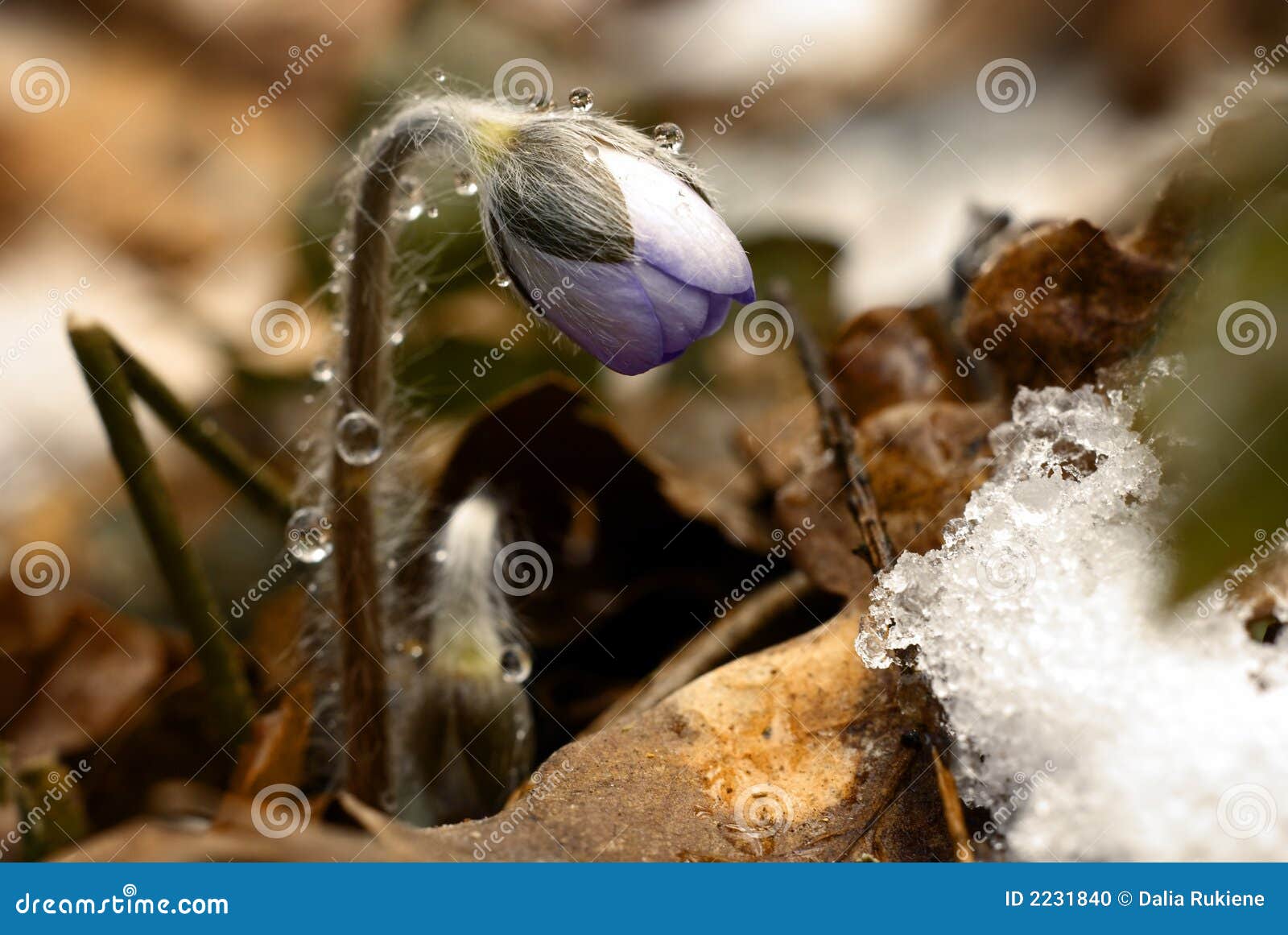 Violet in the snow stock photo. Image of macro, pretty - 2231840