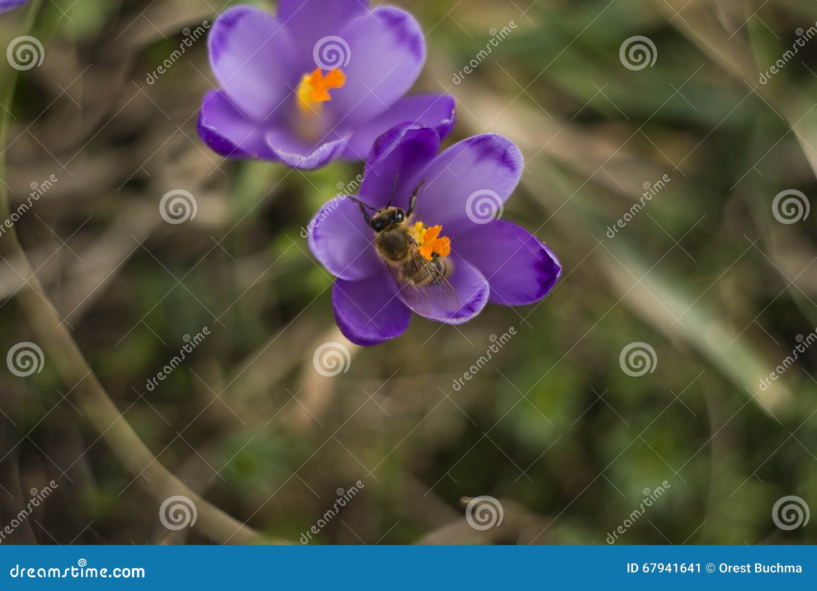 Violet snowdrop with bee stock image. Image of celebrations - 67941641