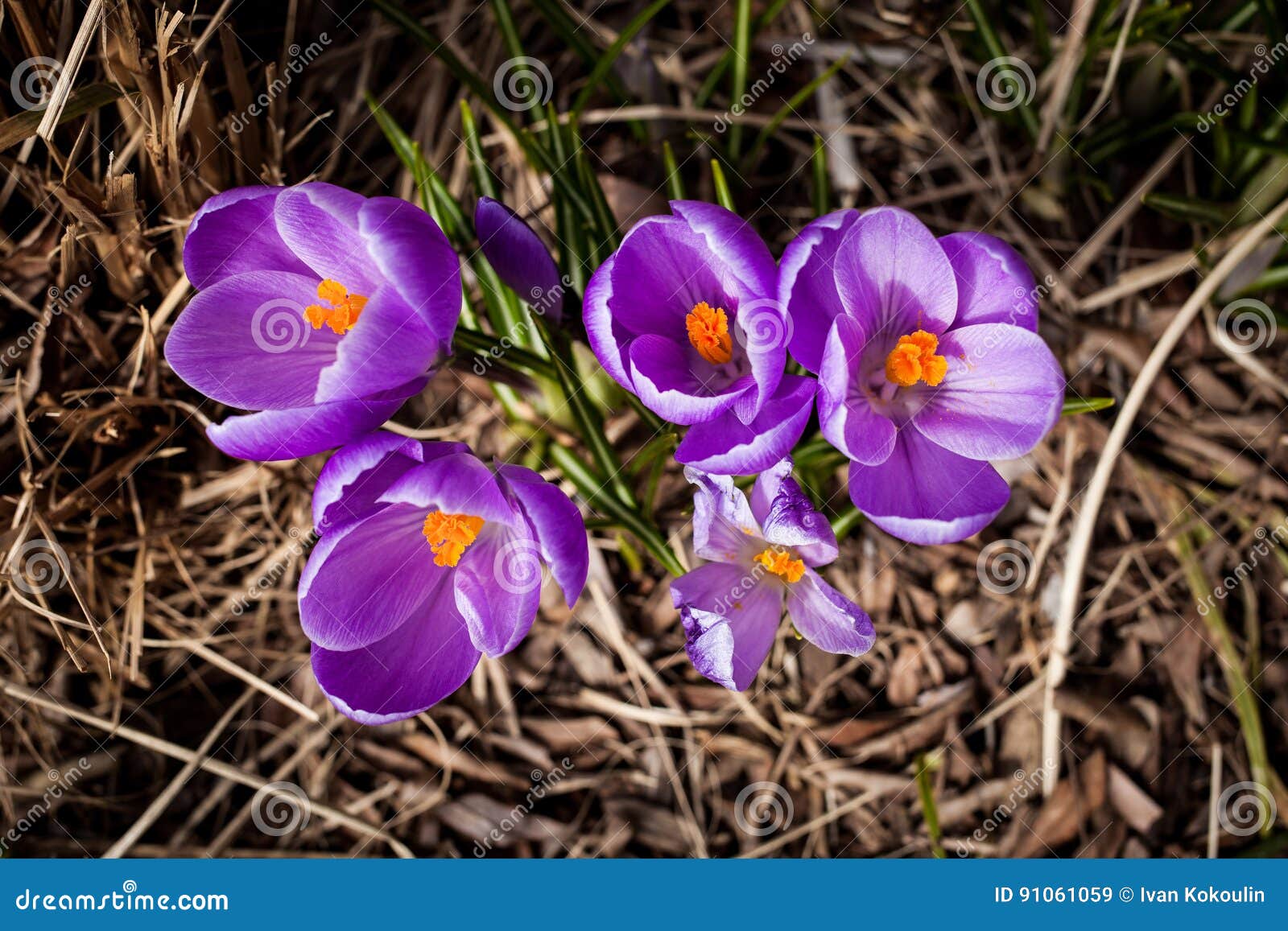 Violet snowdrops stock image. Image of blossom, close - 91061059