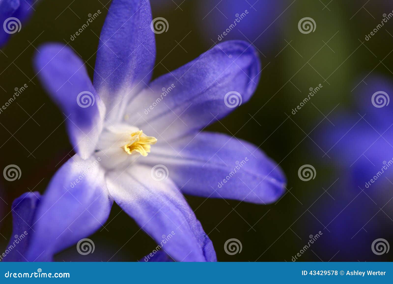 Violet stock photo. Image of bright, stem, floral, creative - 43429578