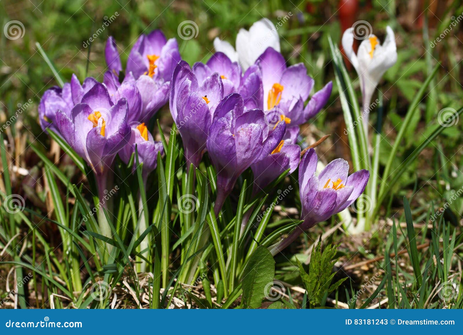 Violet spring crocus stock image. Image of beauty, floral - 83181243