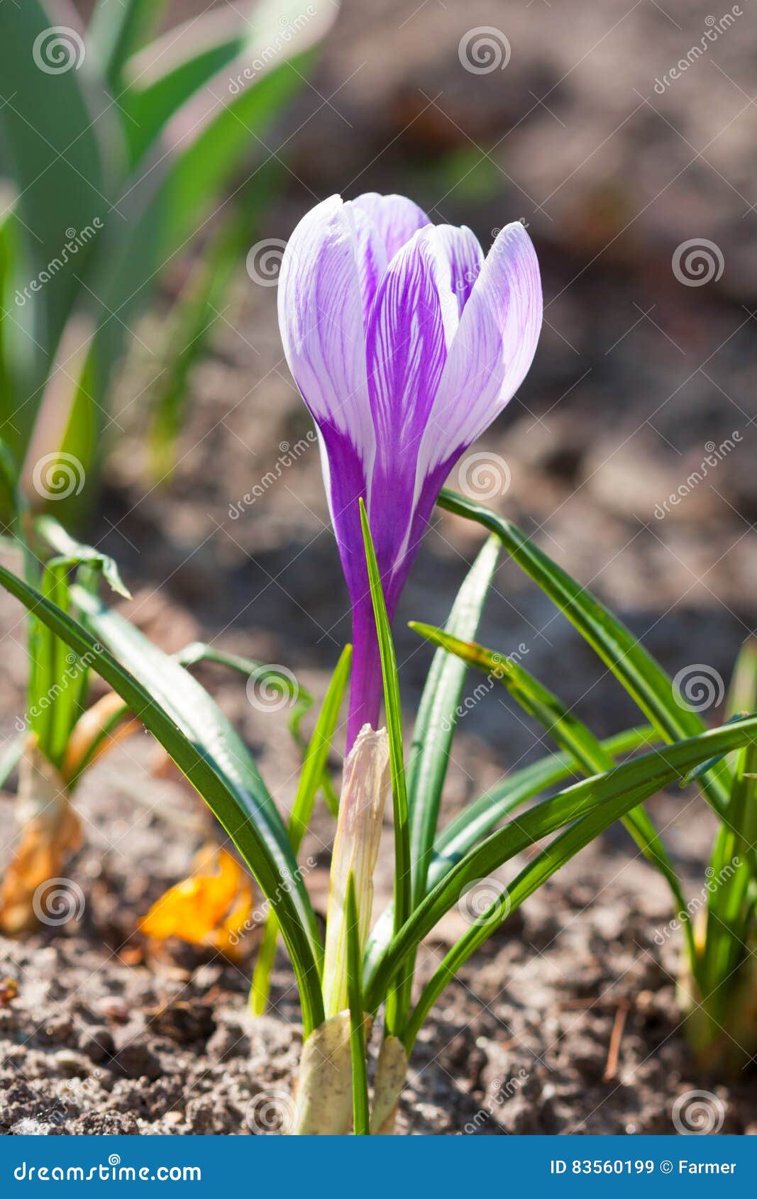 Violet spring crocus stock image. Image of grass, macro - 83560199