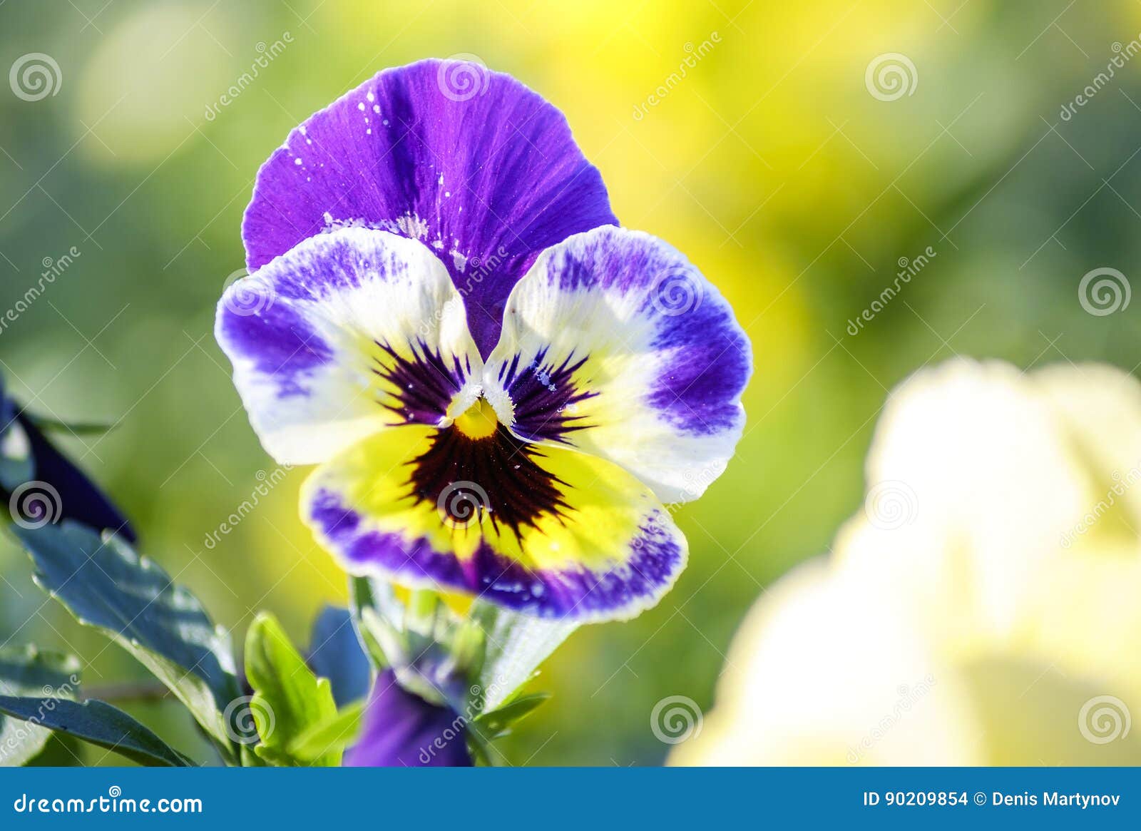 Violet spring flower 2 stock photo. Image of floral, abstract - 90209854