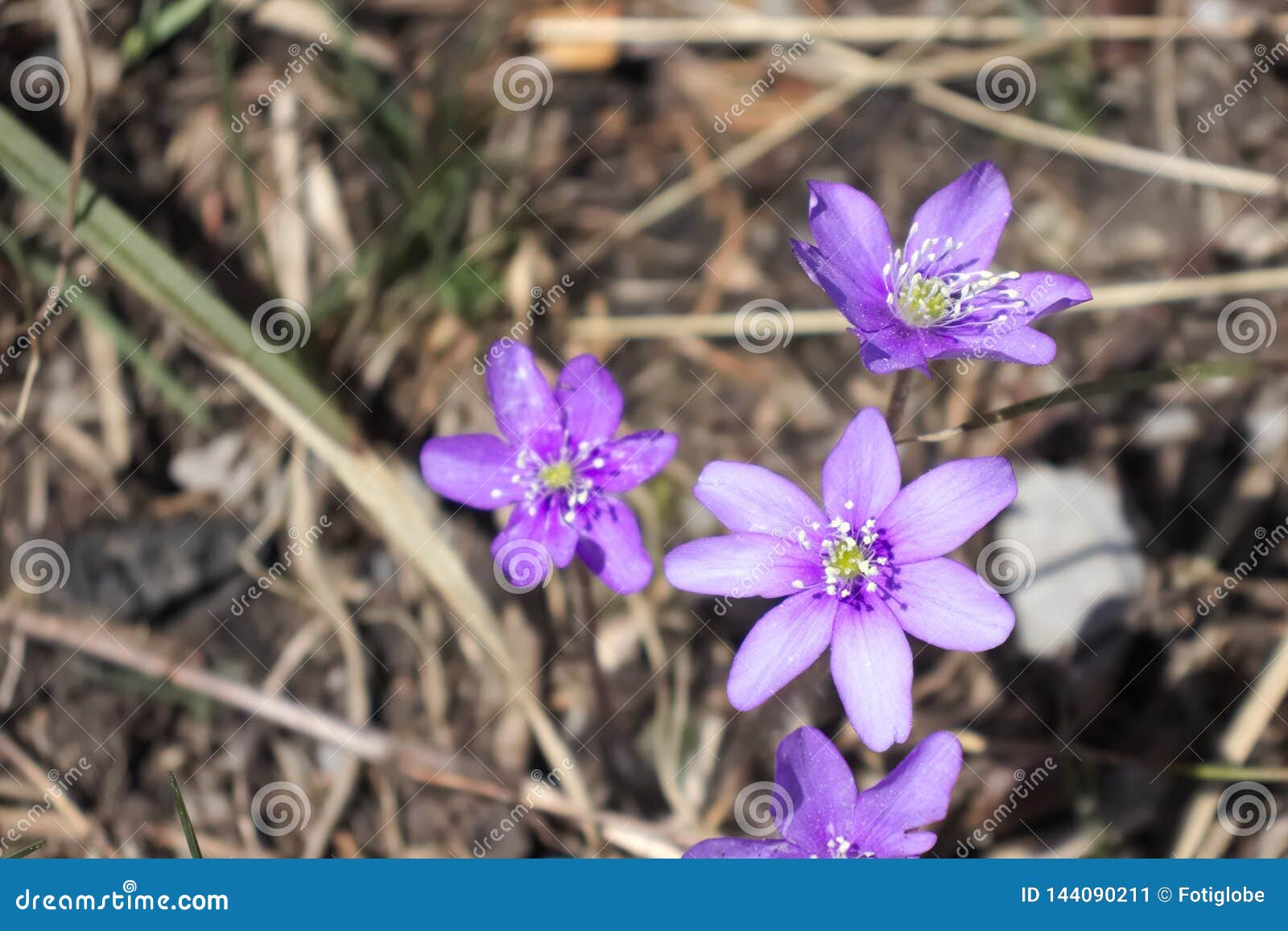 Violet spring flower stock image. Image of bunch, nobilis - 144090211
