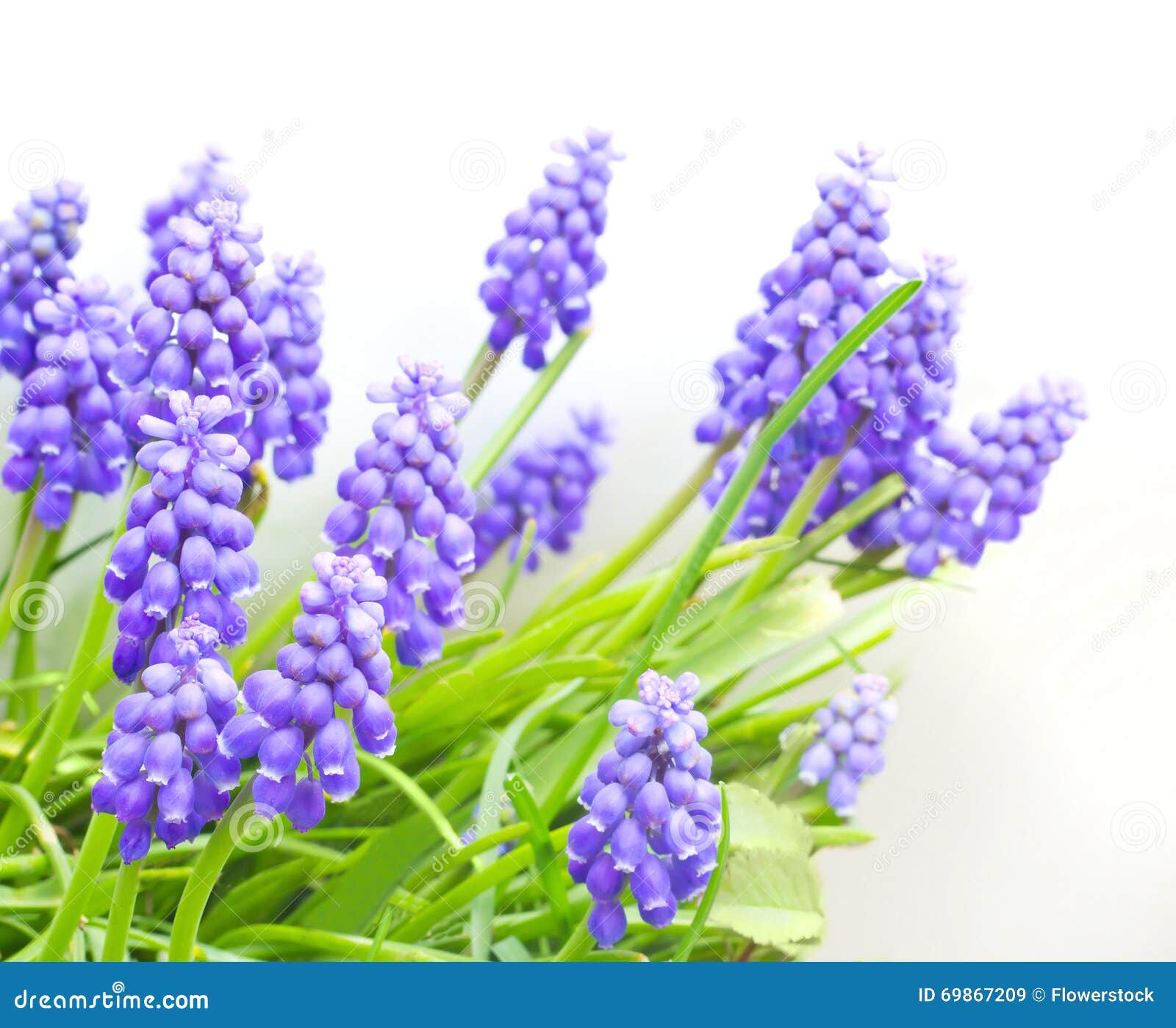 Violet Spring Gentle Flowers Stock Image - Image of copy, early: 69867209