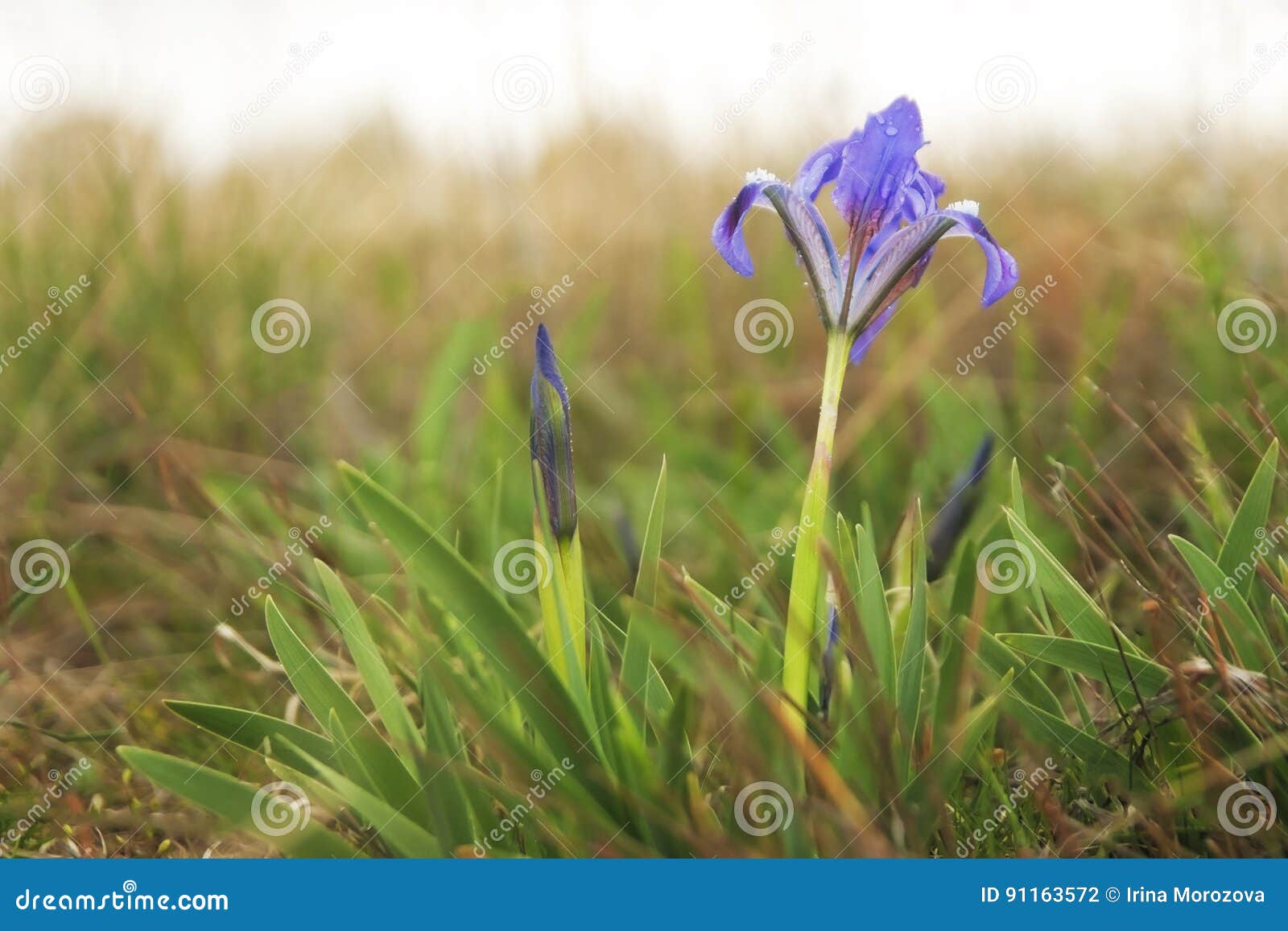 Violet Spring Irises Blooming in the Steppe Stock Photo - Image of ...