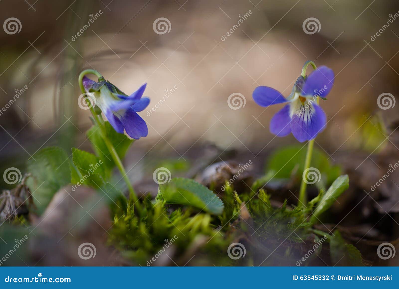 Violet spring primrose. stock photo. Image of field, floral - 63545332