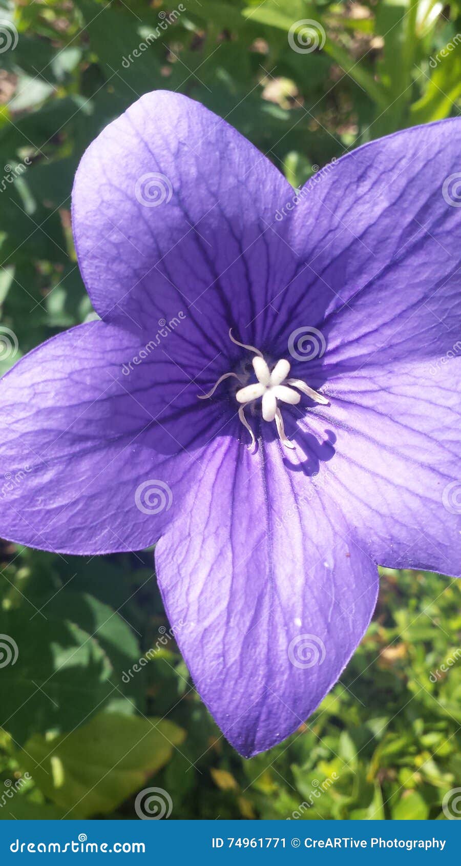 Violet Star stock image. Image of star, july, flower - 74961771