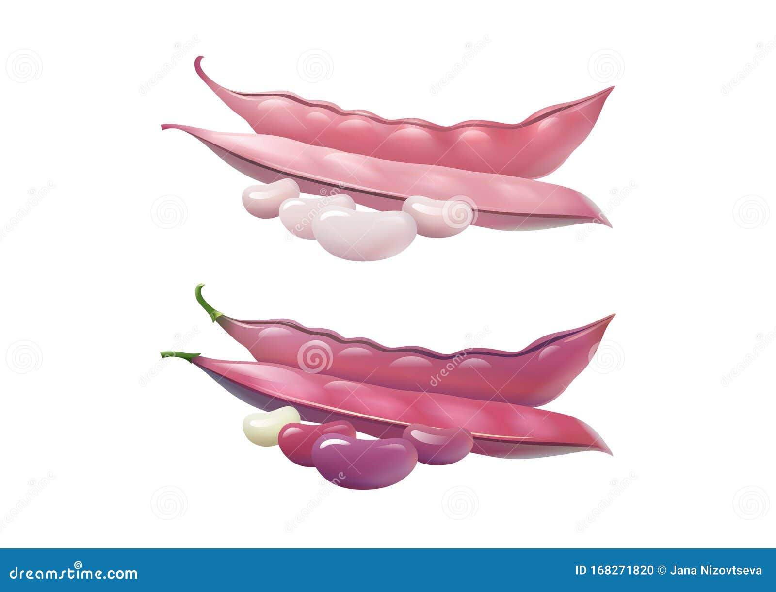 Violet String Beans Set, Gradient Illustration Stock Illustration ...
