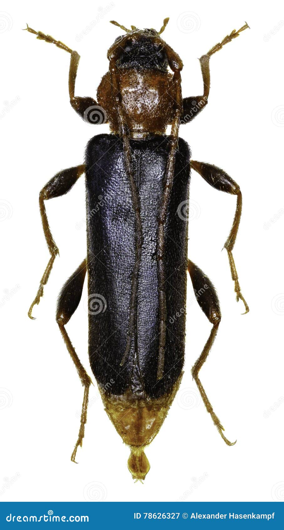 Violet Tanbark Beetle on White Background Stock Image - Image of ...